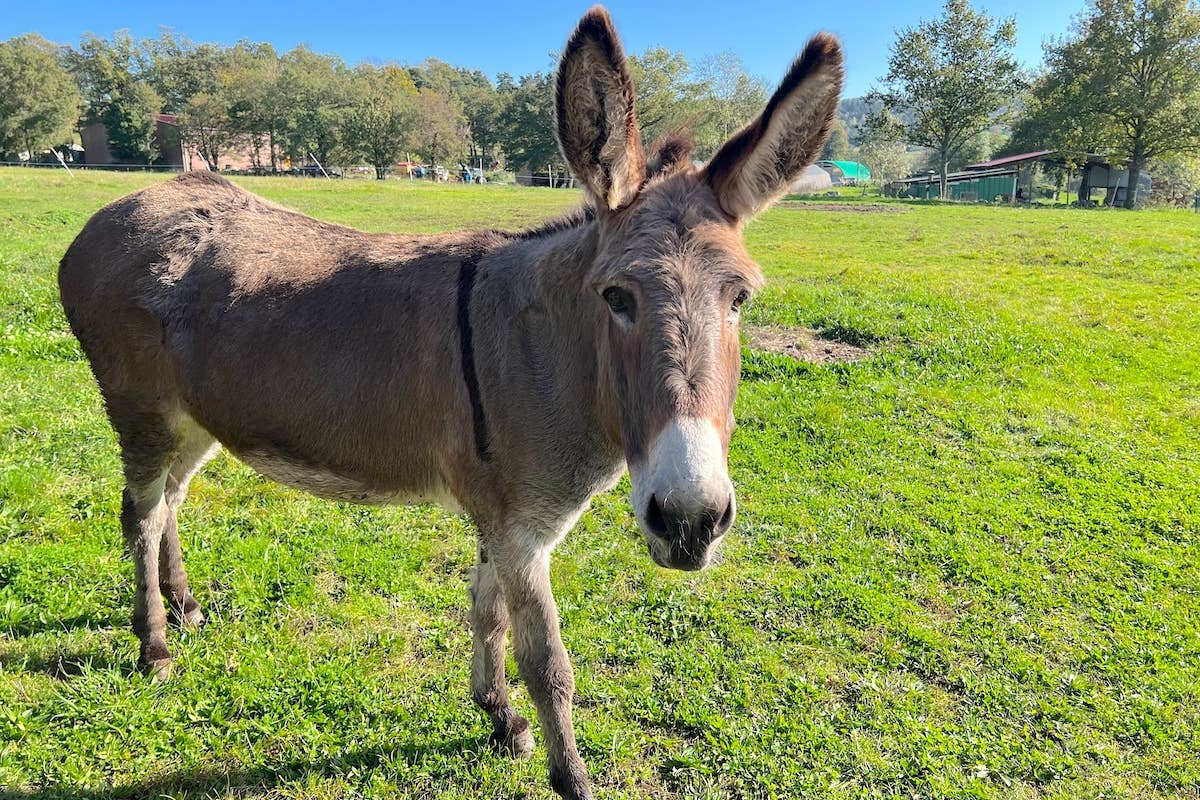 Miniature Donkey and Farm Dog Bestie Playfully Sharing Toy Is a Total ...