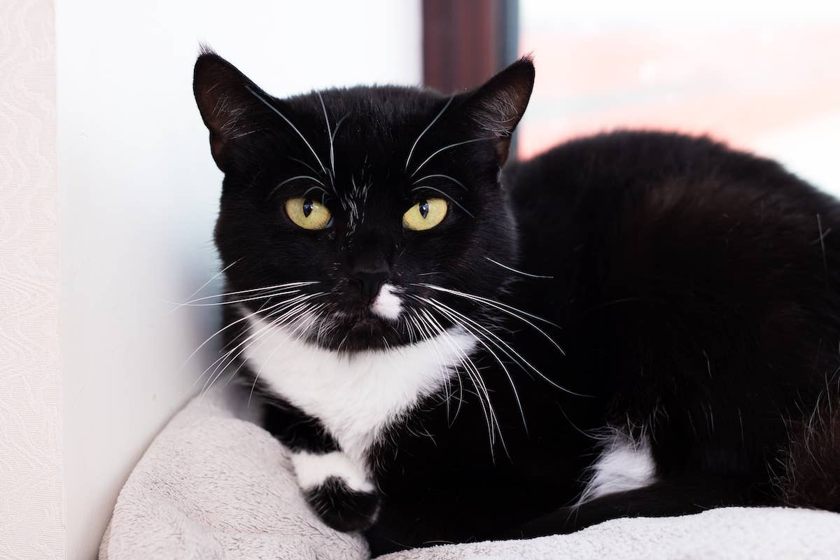 Tuxedo Cat Takes Off Running for His First 'Baby Steps' After Having ...