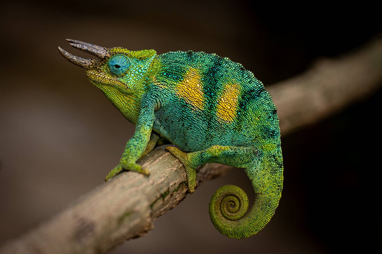 150+ Funny Names for Your Pet Lizard - PetHelpful