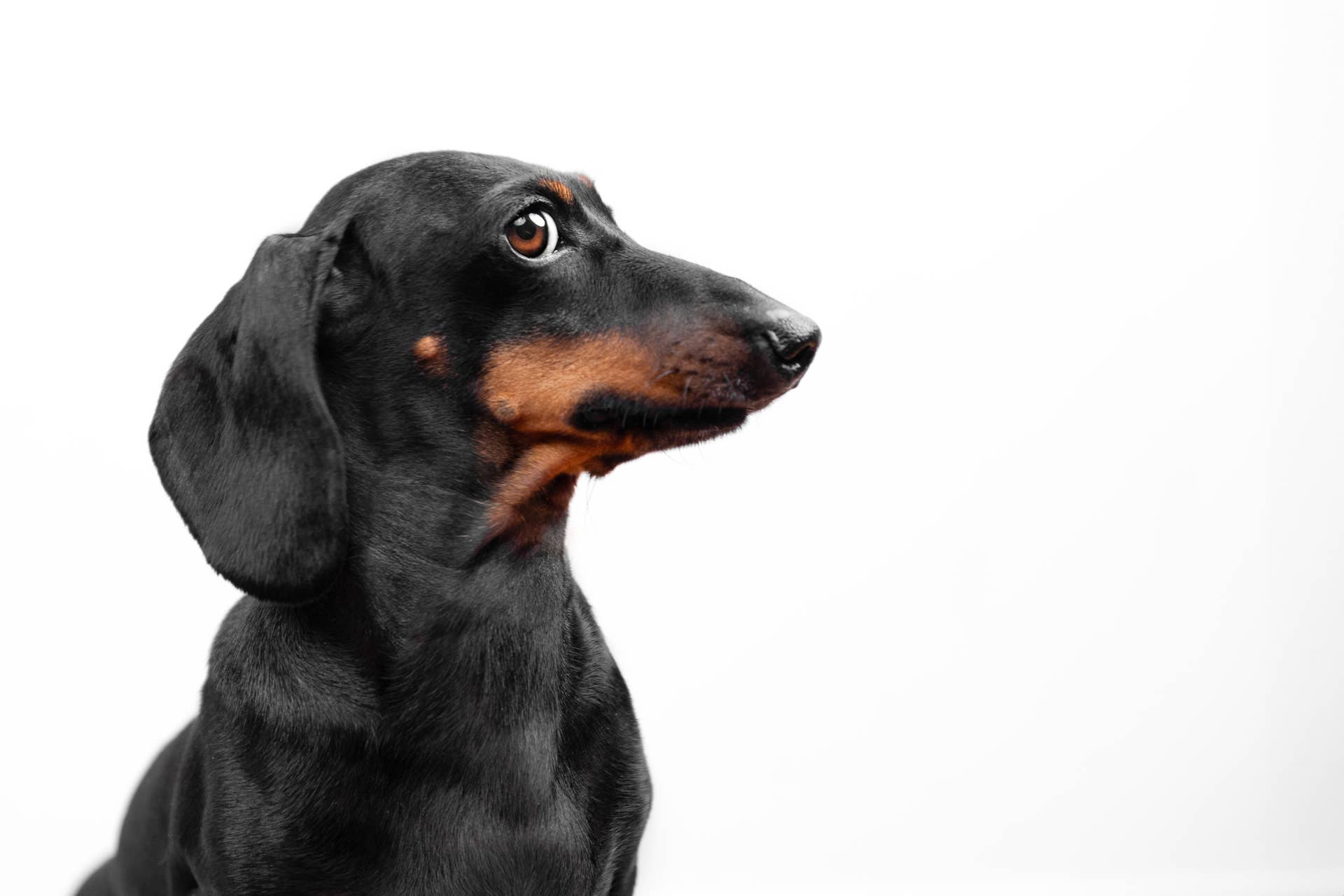 TikTok Is Obsessed With This Worried Little Dachshund - PetHelpful