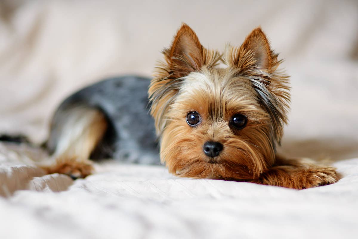 Yorkshire Terrier (Yorkies) - PetHelpful