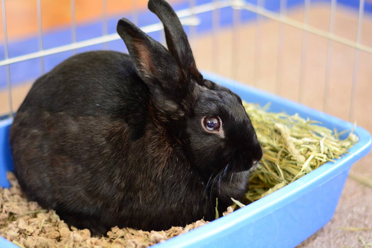 Rescued Rabbit Immediately 'Adopts' Her New Mom's Bunnies Like a Total ...