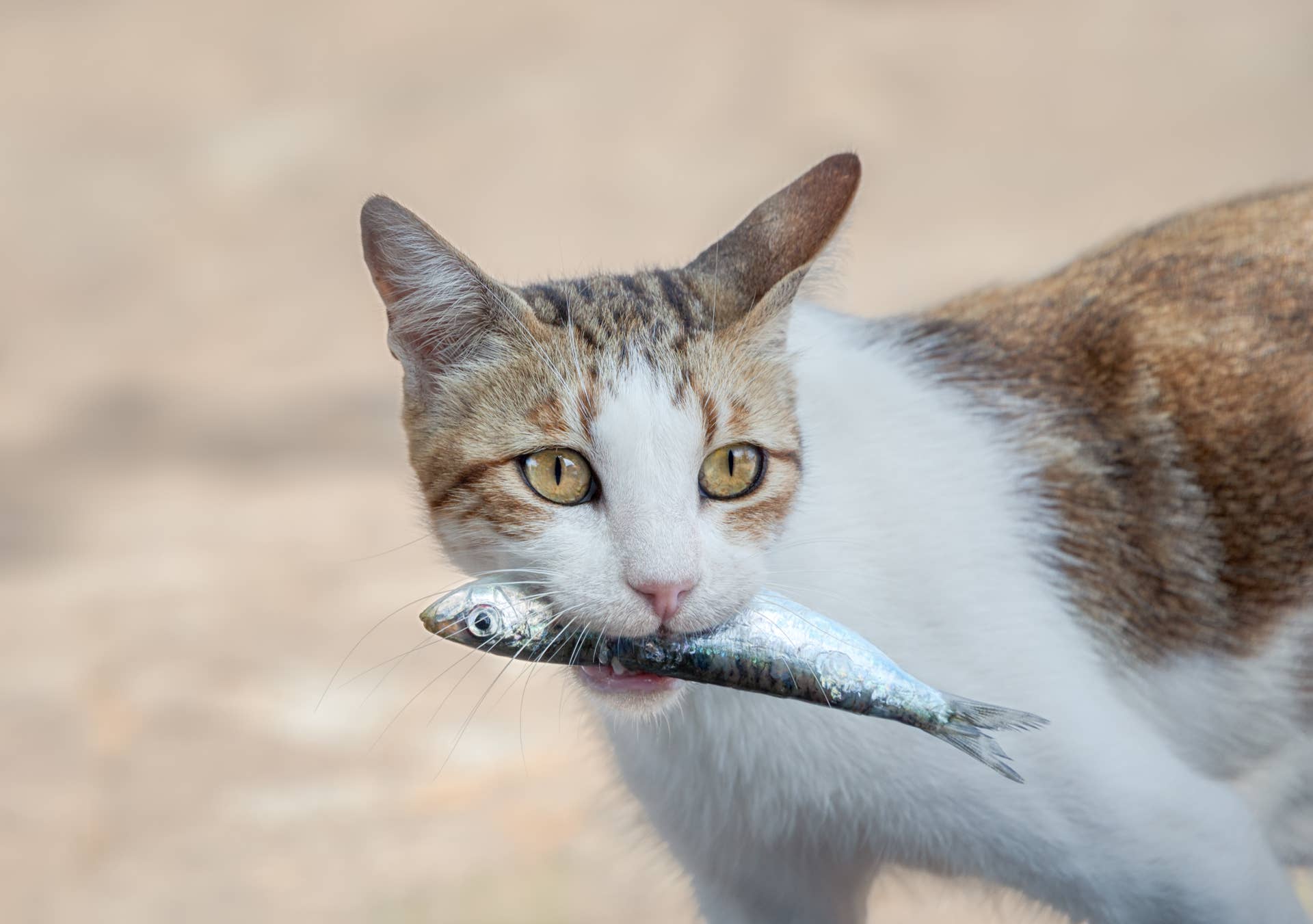 Tabby Cat Says He’s Busy Fishing on TikTok - PetHelpful