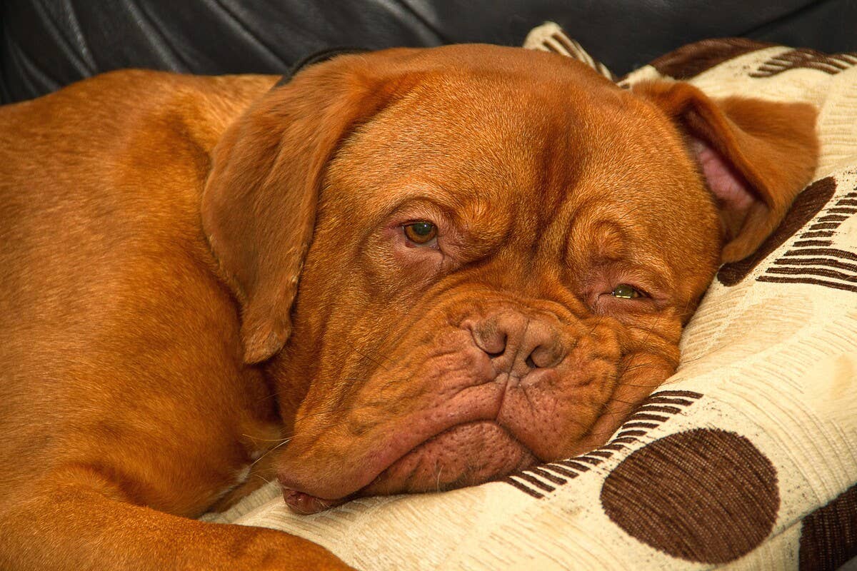 Mastiffs - PetHelpful