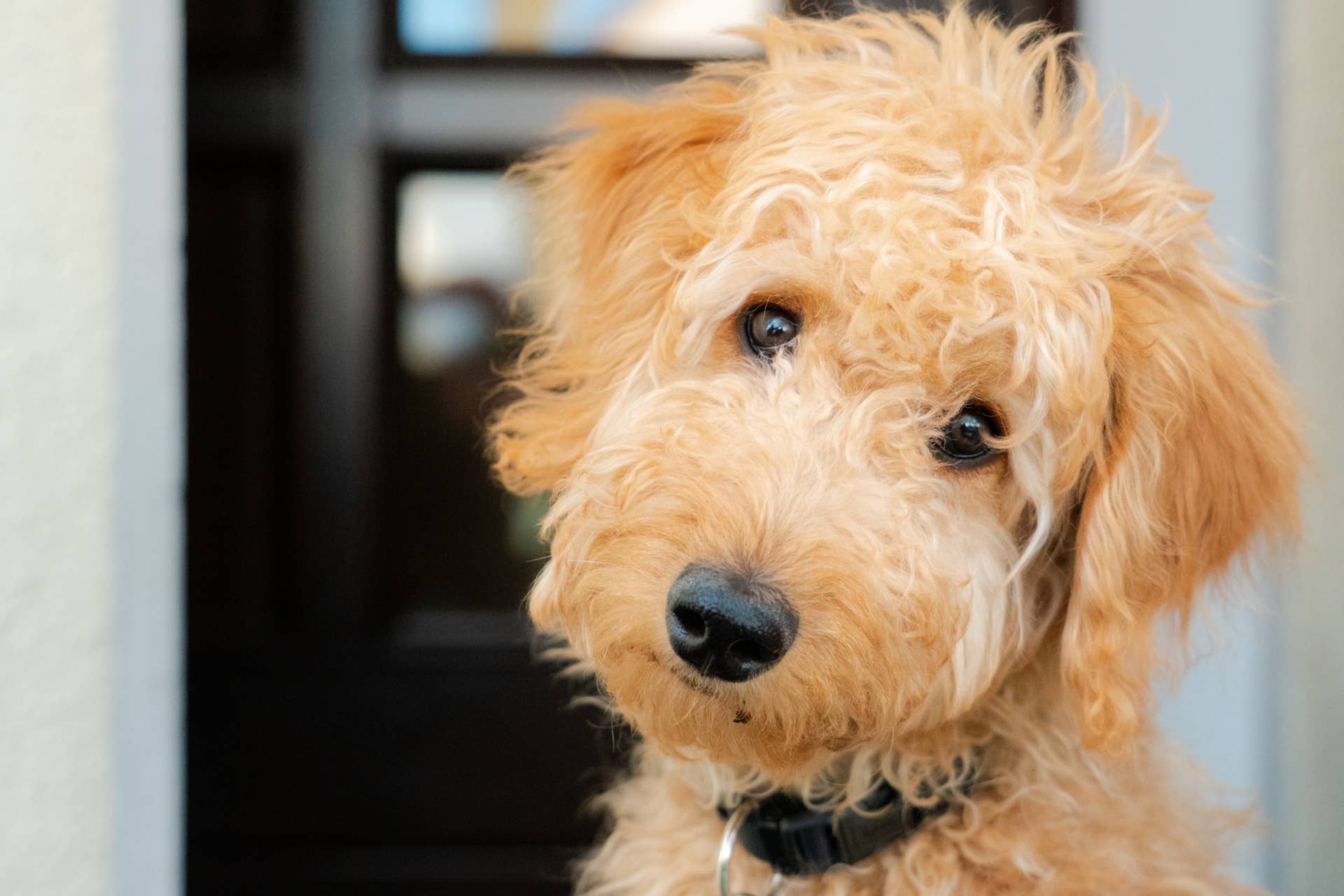 Pet News: Animal Stories, Viral Moments & Expert Updates - PetHelpful