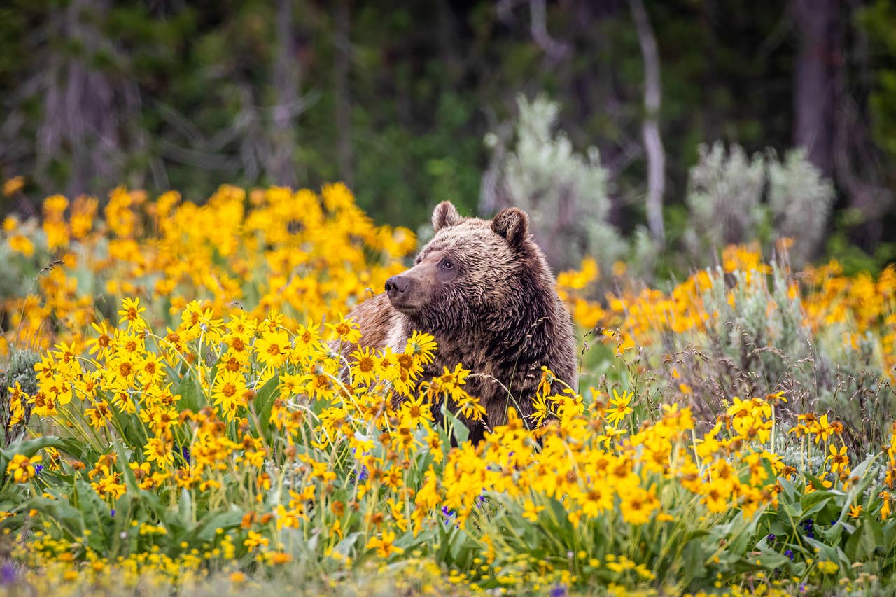 150+ Cute Bear Names That Are Totally Adorable (2026 List) - PetHelpful