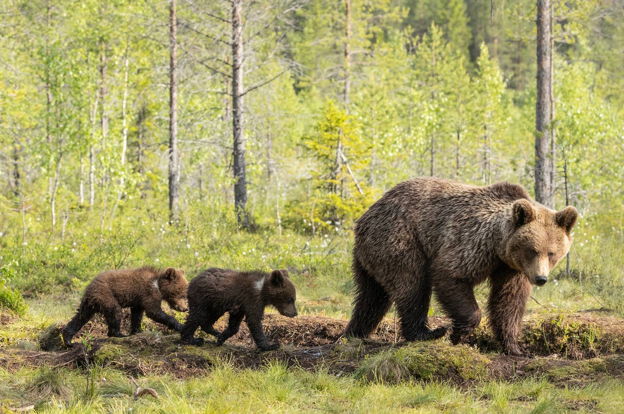 150+ Cute Bear Names That Are Totally Adorable (2026 List) - PetHelpful