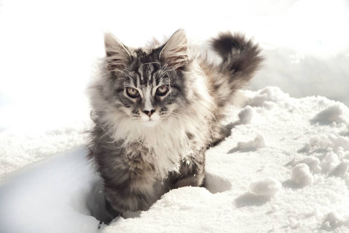 Maine Coon Cats Have a Legit Snowball Fight After Dad Brings the White ...