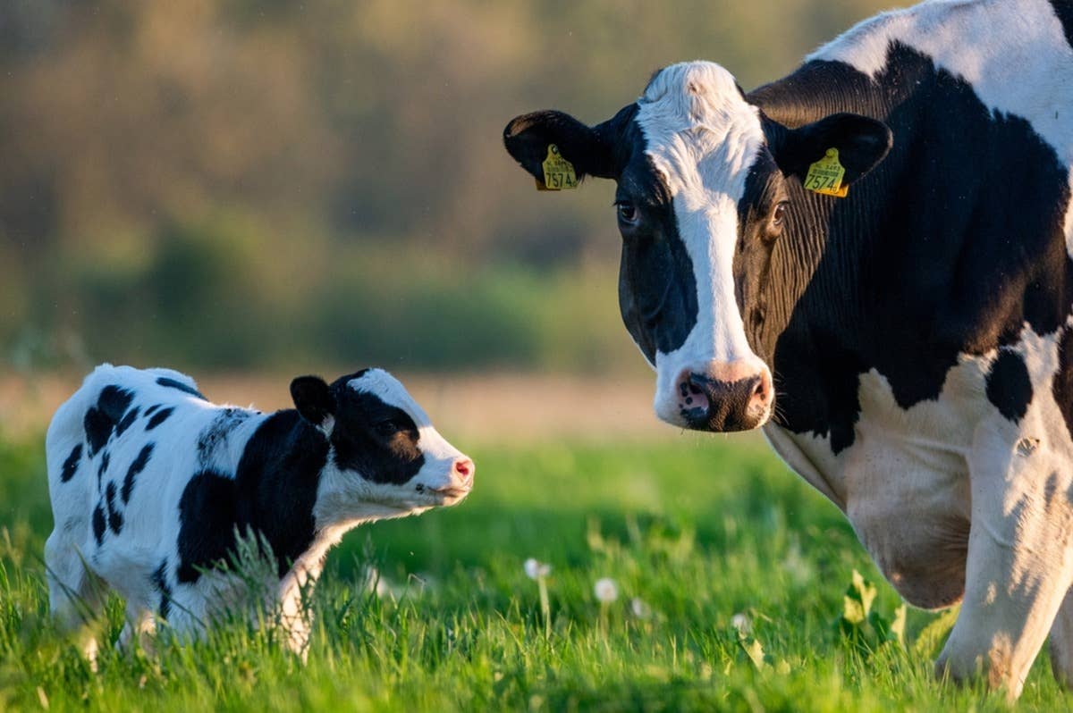 Mama Cow Has No Idea Who’s Really Sneaking a Free Meal (Hint: It’s Not ...