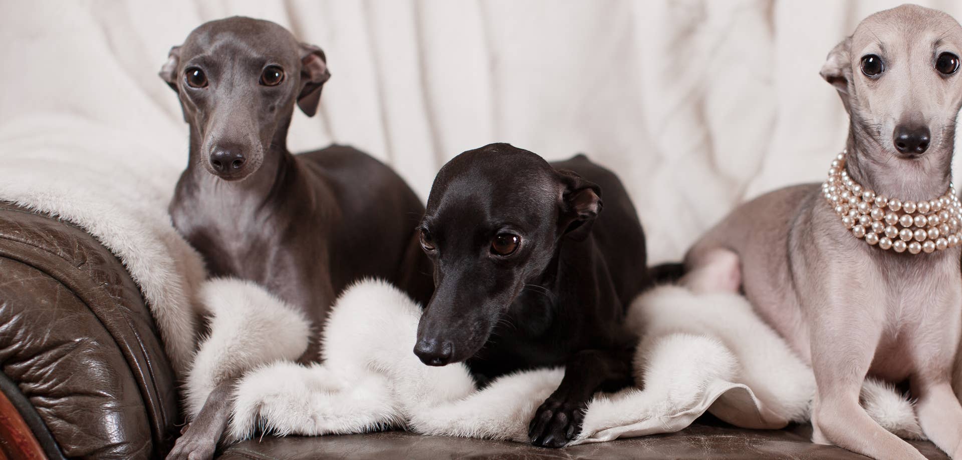 3 Italian Greyhounds Get So Mad, They Forget Why They’re Fighting ...