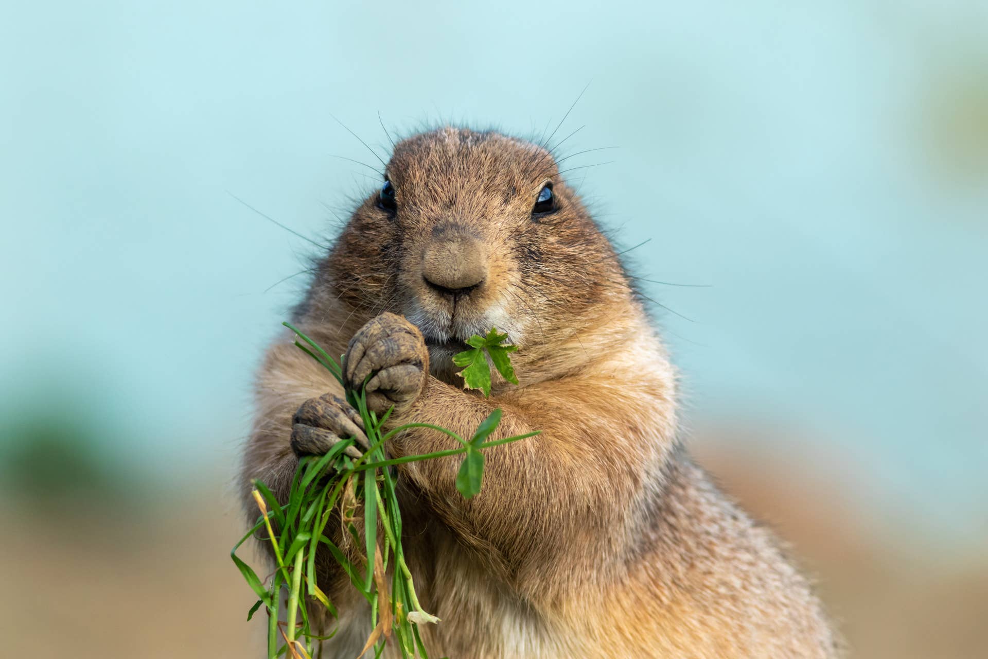Feisty Prairie Dog's Viral 'Reign of Terror' Has TikTok Laughing ...
