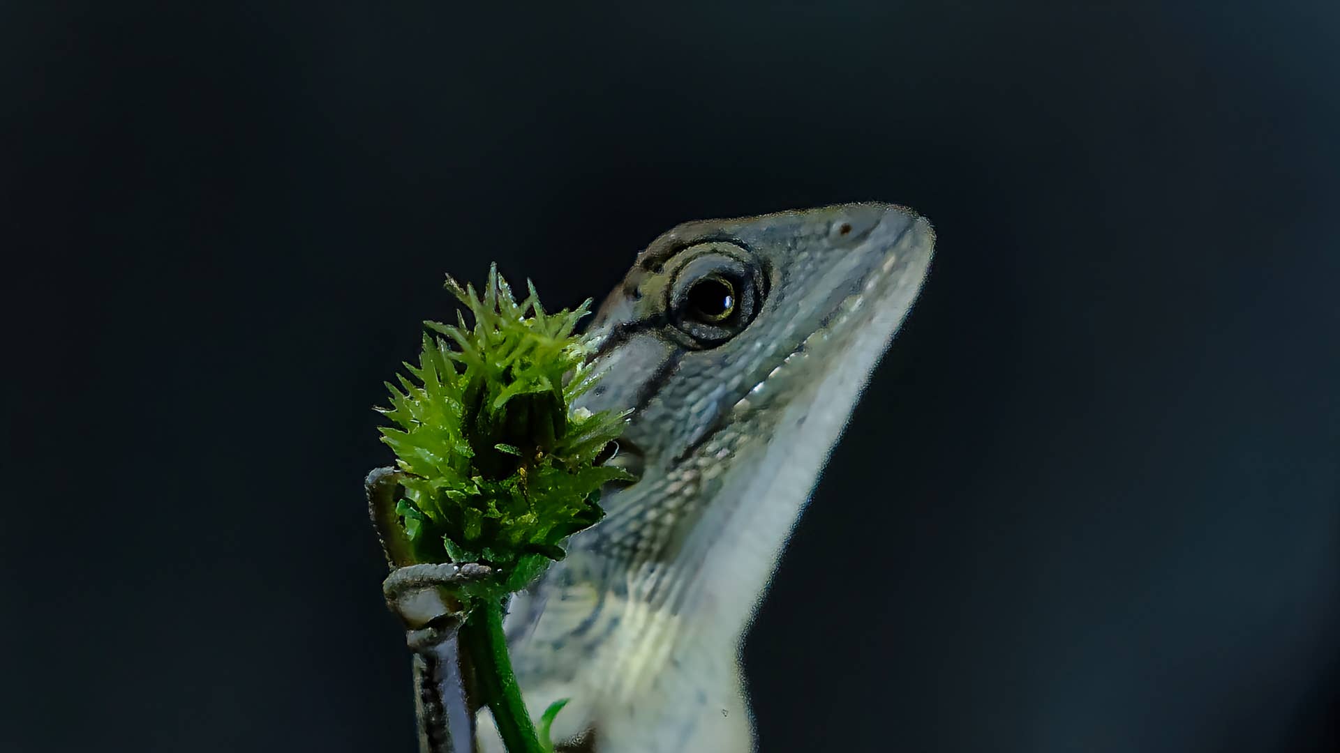 Chameleon's Viral TikTok Videos Reveal Surprising Care Challenges ...