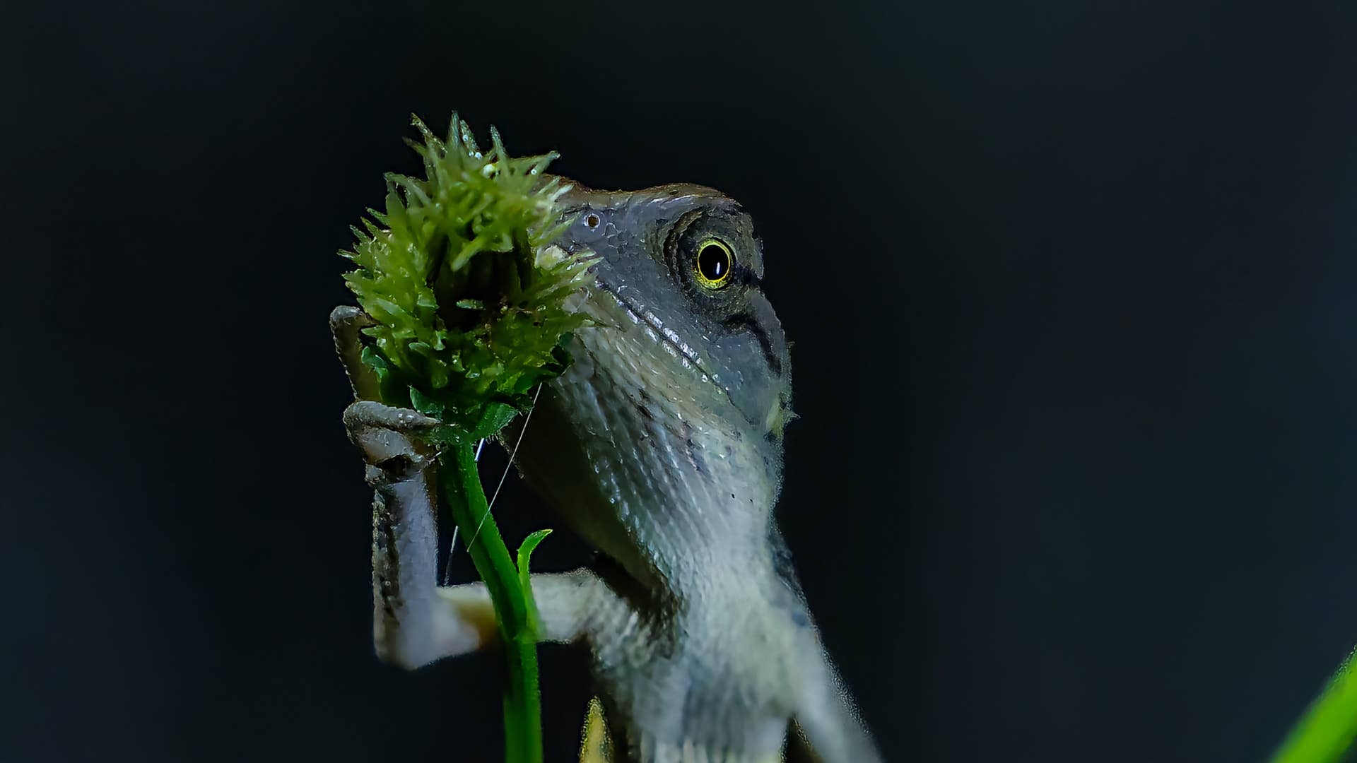 Chameleon's Viral TikTok Videos Reveal Surprising Care Challenges ...