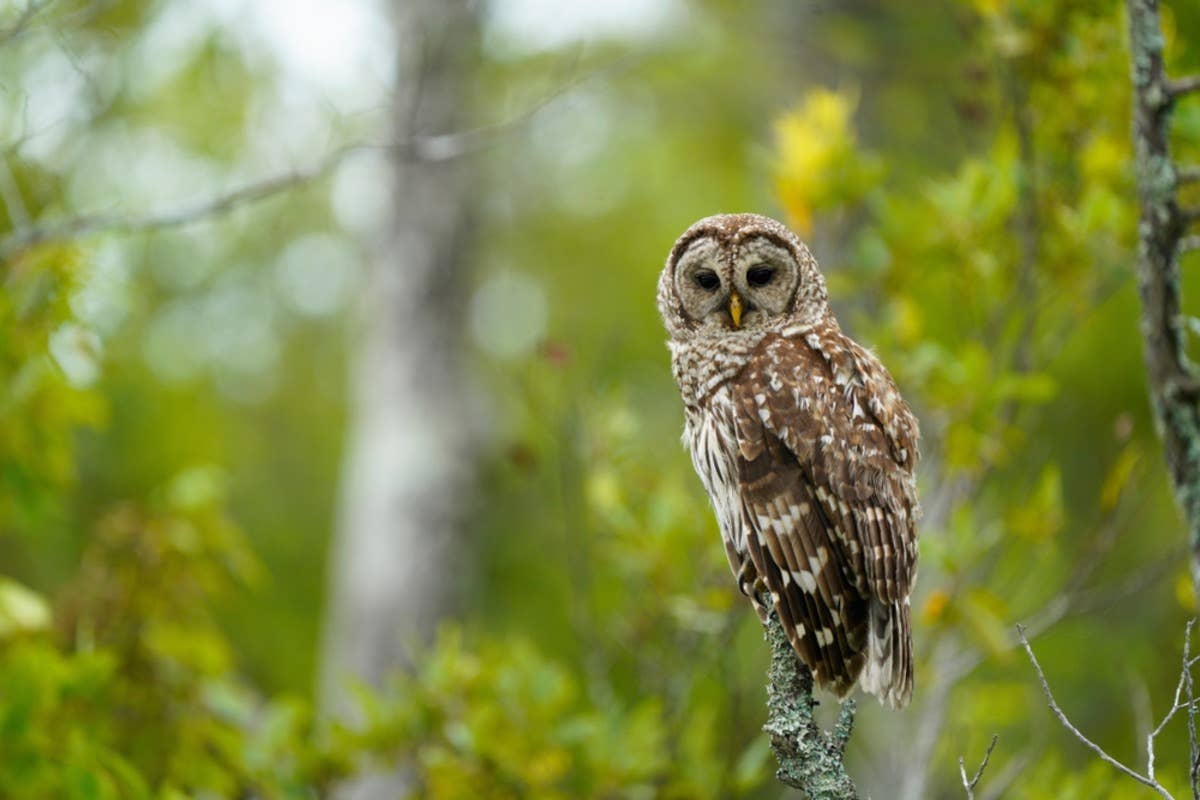 Wild Barred Owl Patiently Waits for Woman to Offer Her Snacks - PetHelpful