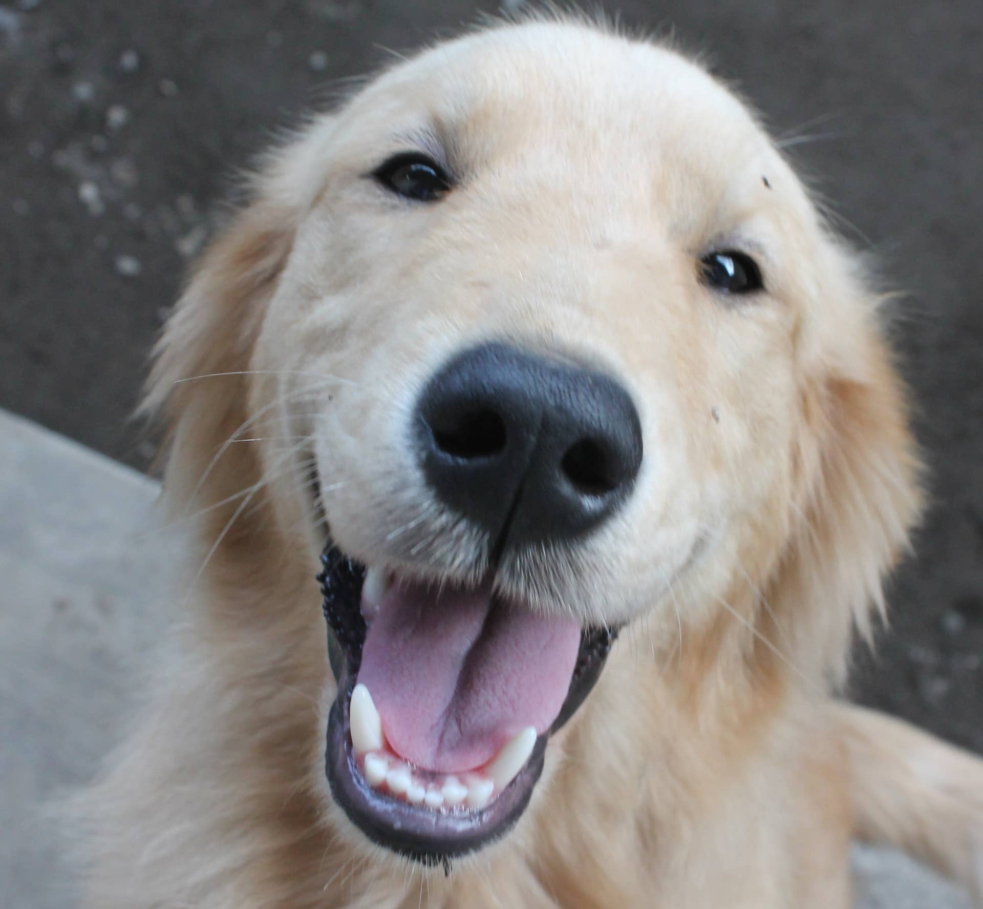 Donut Prison: A Golden Retriever Unveils His Goofiest Creation - PetHelpful