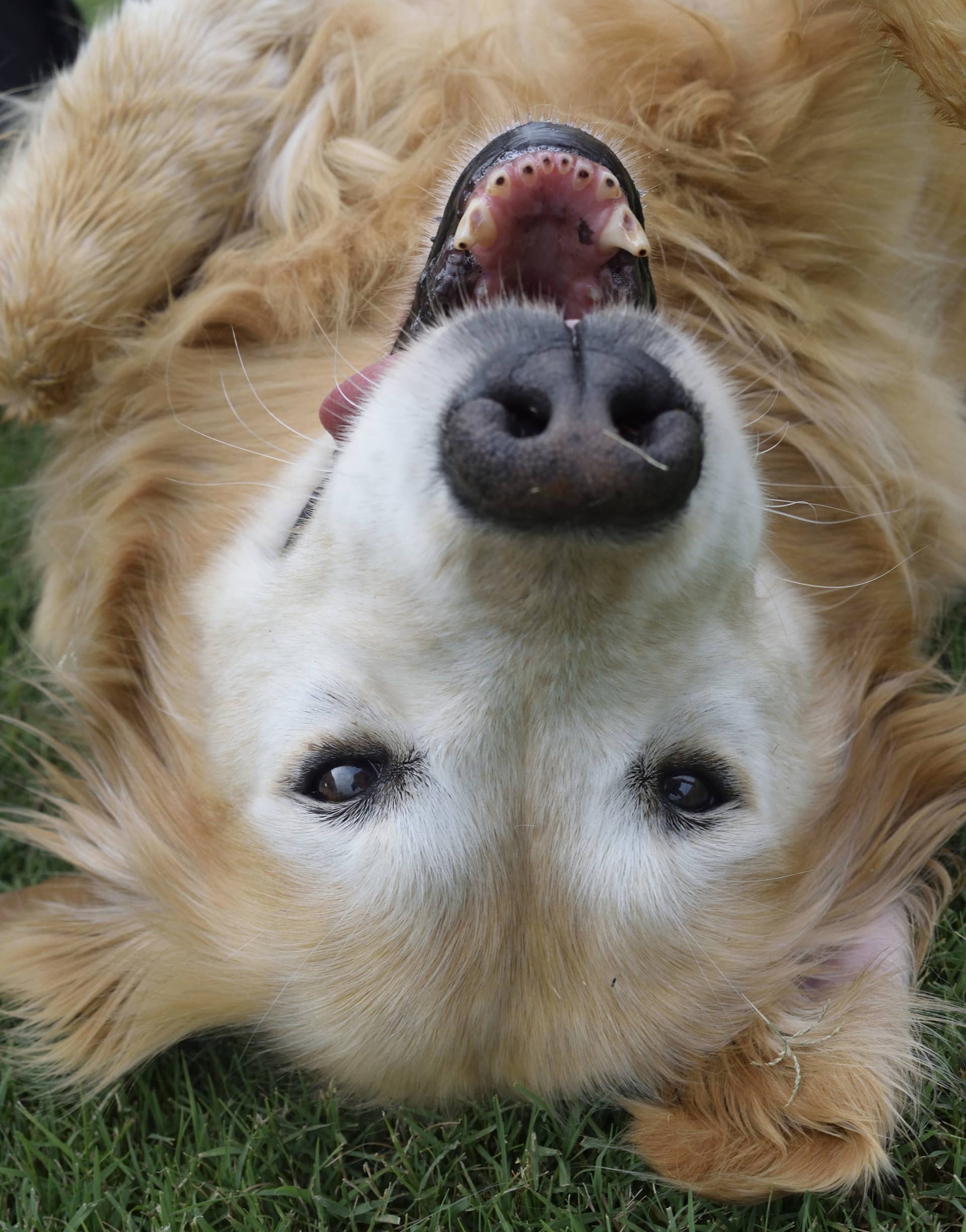 Donut Prison: A Golden Retriever Unveils His Goofiest Creation - PetHelpful