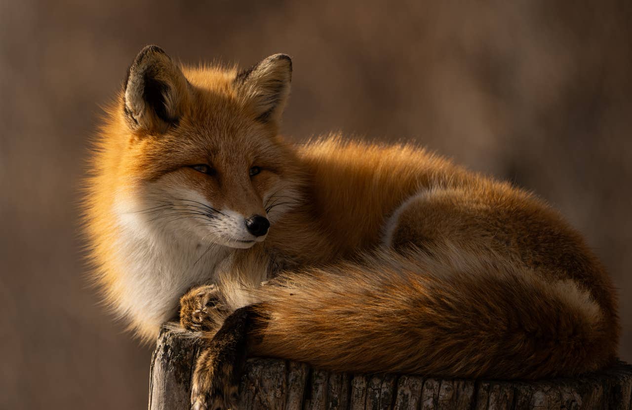 150+ Fox Names That Are Simply Sly and Sweet - PetHelpful