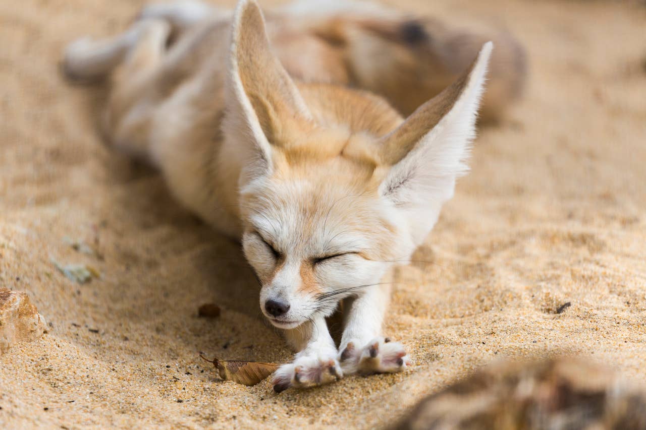 150+ Fox Names That Are Simply Sly and Sweet - PetHelpful