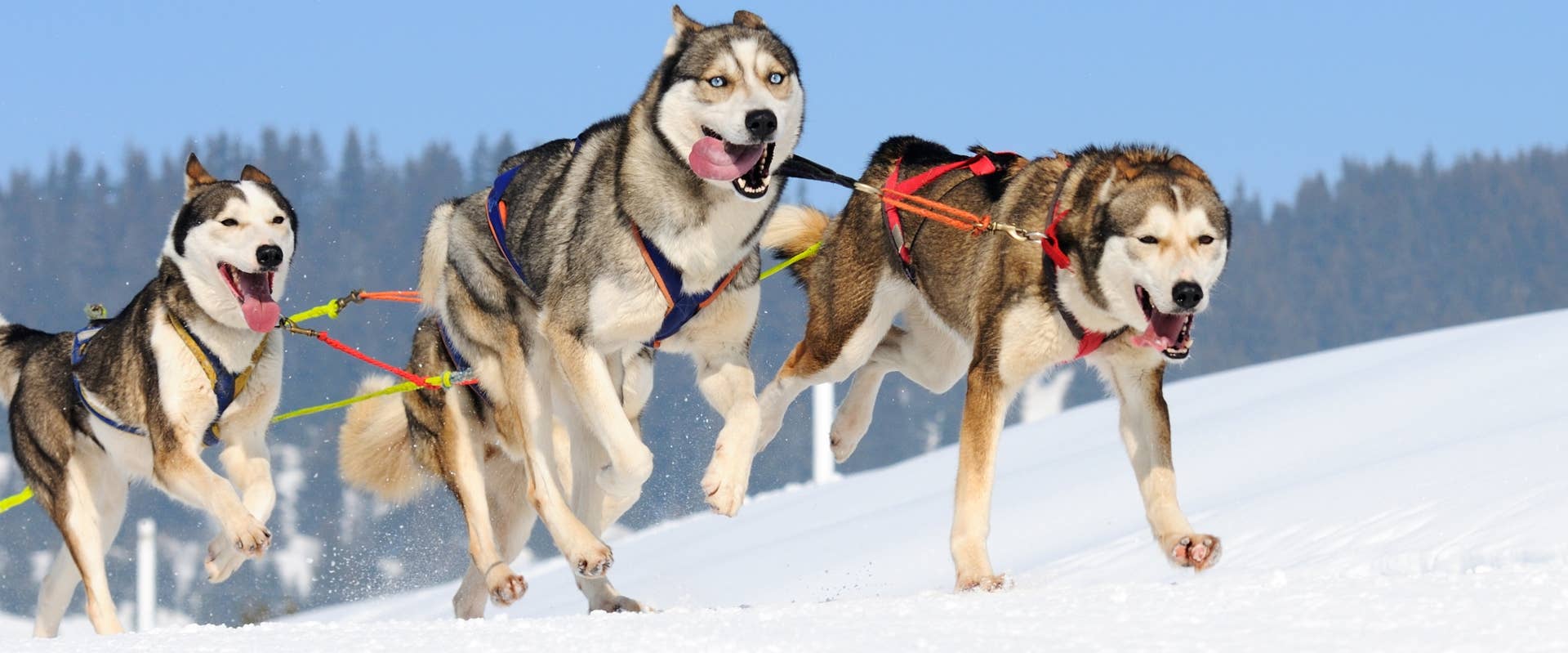 Sled Dog Steals a $700 Camera and Runs Off Across Greenland - PetHelpful