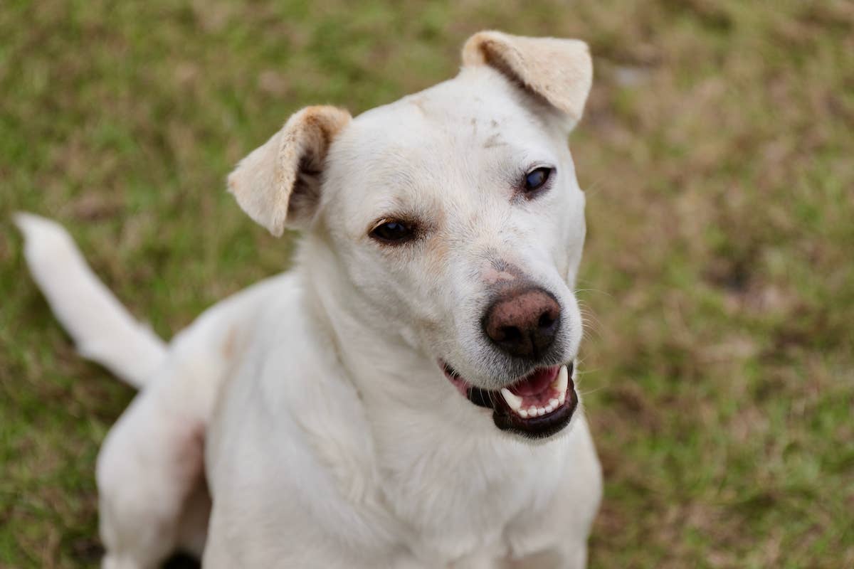 Lost in the Woods, This Rescue Dog Set Out to Find the Person She ...