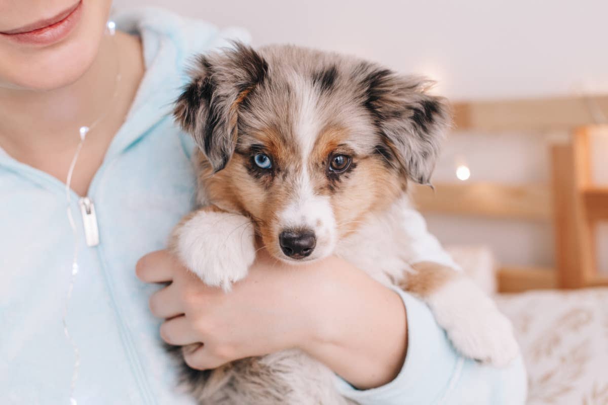 Disabled Australian Shepherd Steals Hearts During the 2026 Puppy Bowl ...