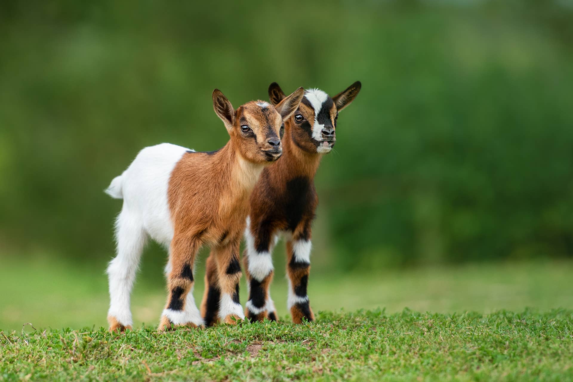 Tiny Baby Goat Falling Asleep in Mom's Arms Is the Cutest Thing We've ...