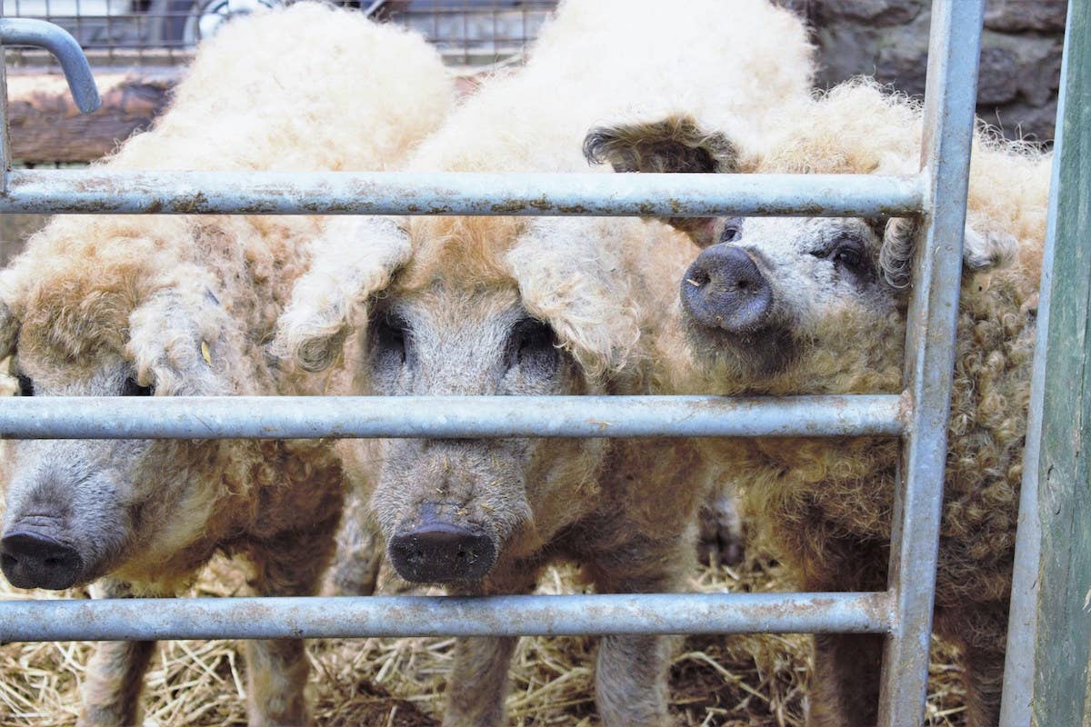 Sweet Pig Carries Toys Inside for Her Adopted Piglets as Storm Moves In ...