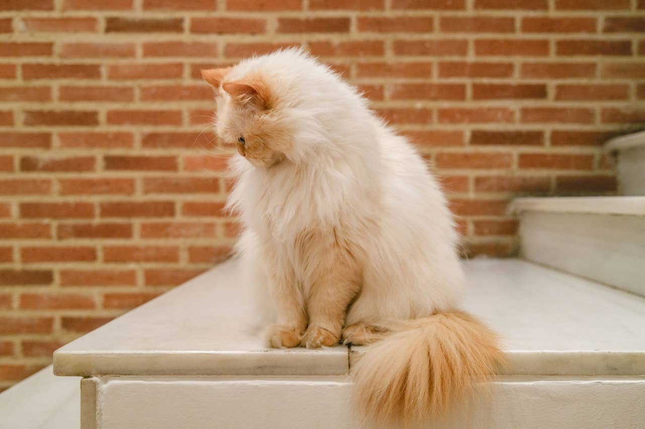 Persian Cats: 13 Important Things to Know Before Getting One - PetHelpful