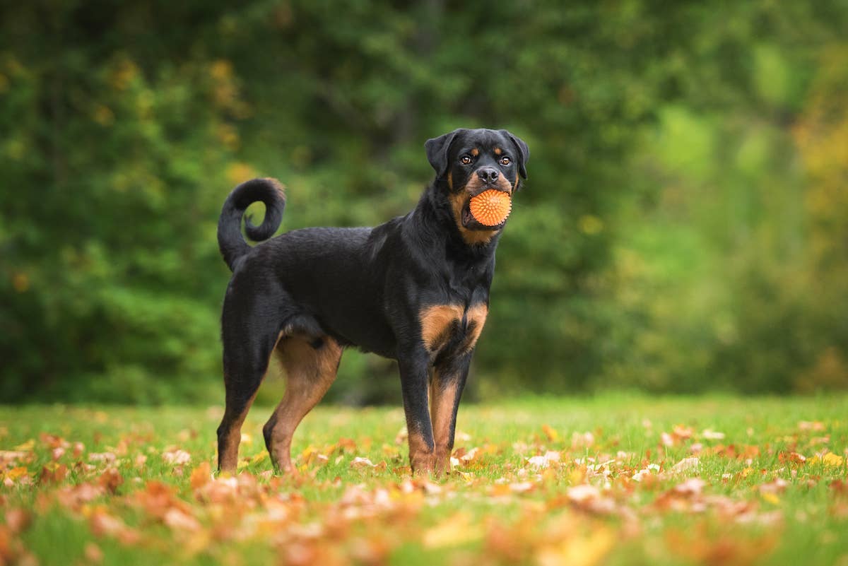 Rottweiler - PetHelpful