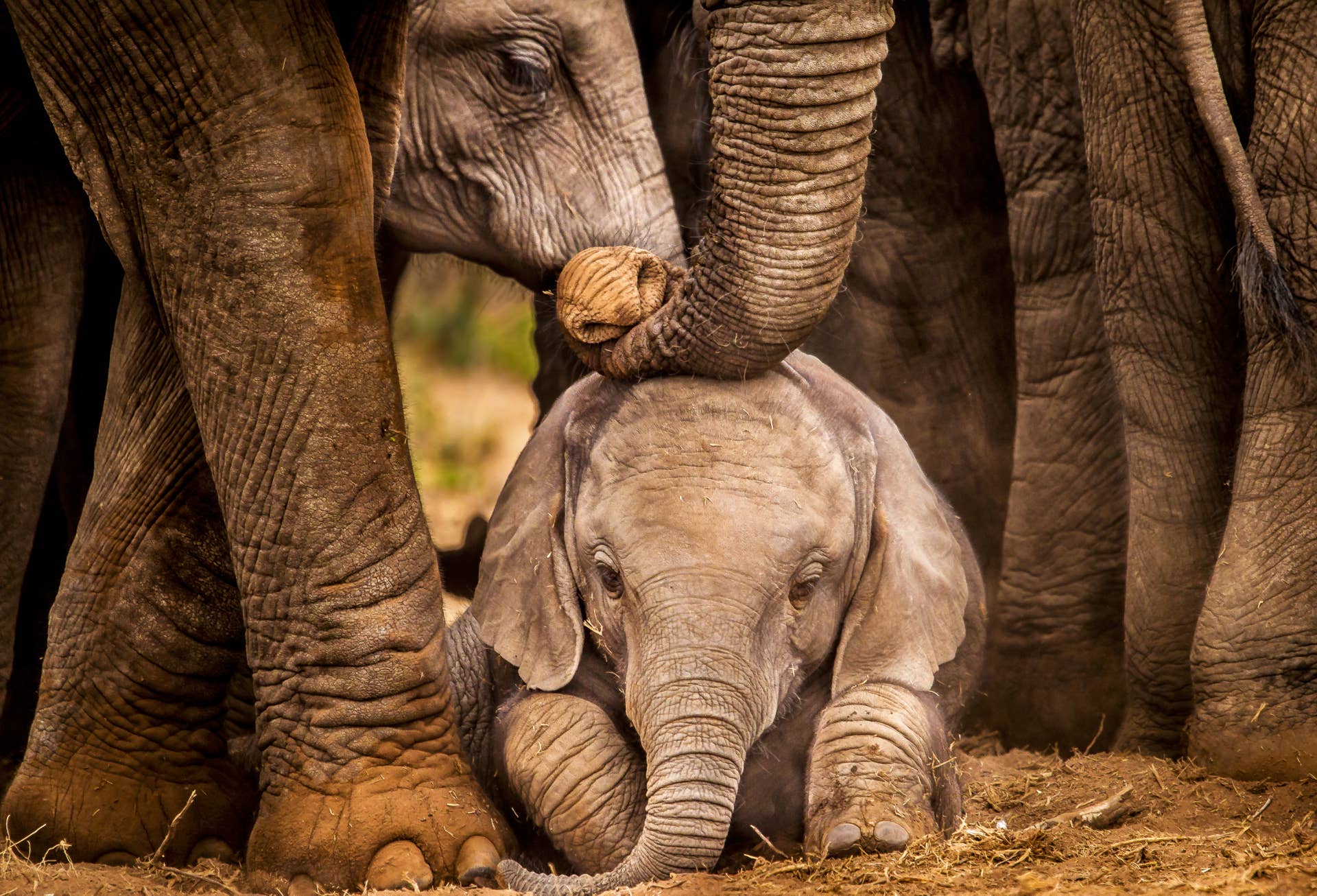 Animal Moms Can't Wait to Show Off Their Babies to Their Favorite ...