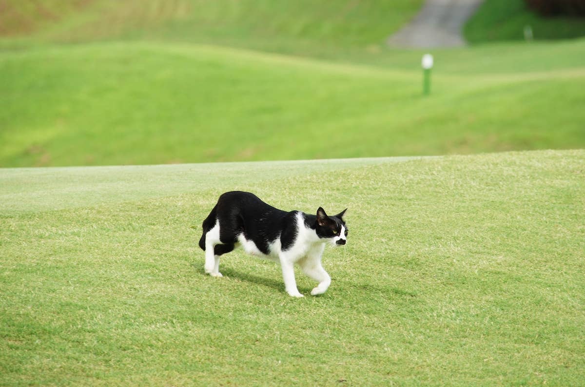 Curious Cat Interrupts a Golfer’s Game To Ask for Pets and Steals ...