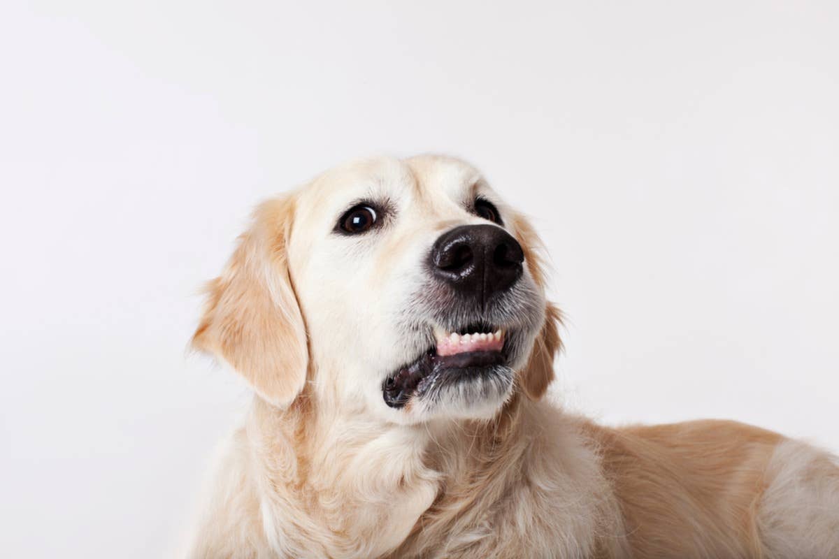 Golden Retriever Is Completely Annoyed by Bernese Mountain Dog’s ‘Spin ...