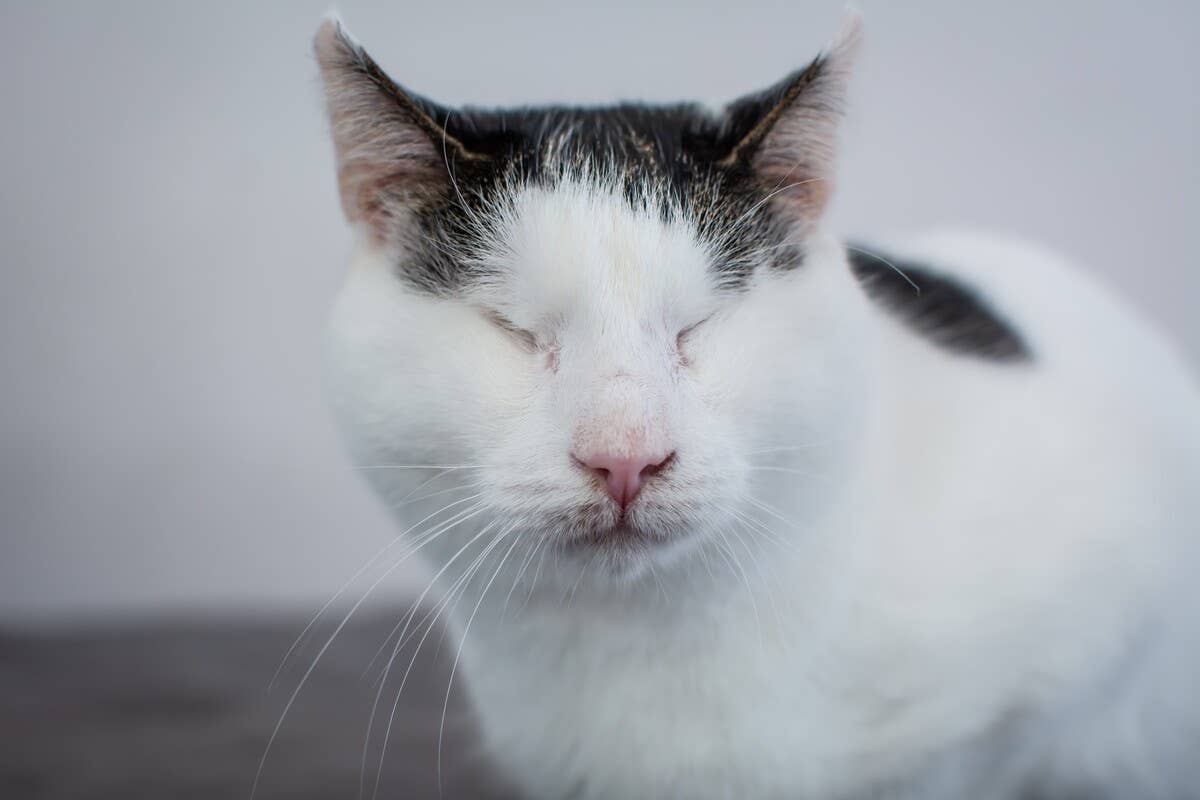 Blind Cat’s Adorable Zoomies on His Favorite Chair Are As Cute As It ...