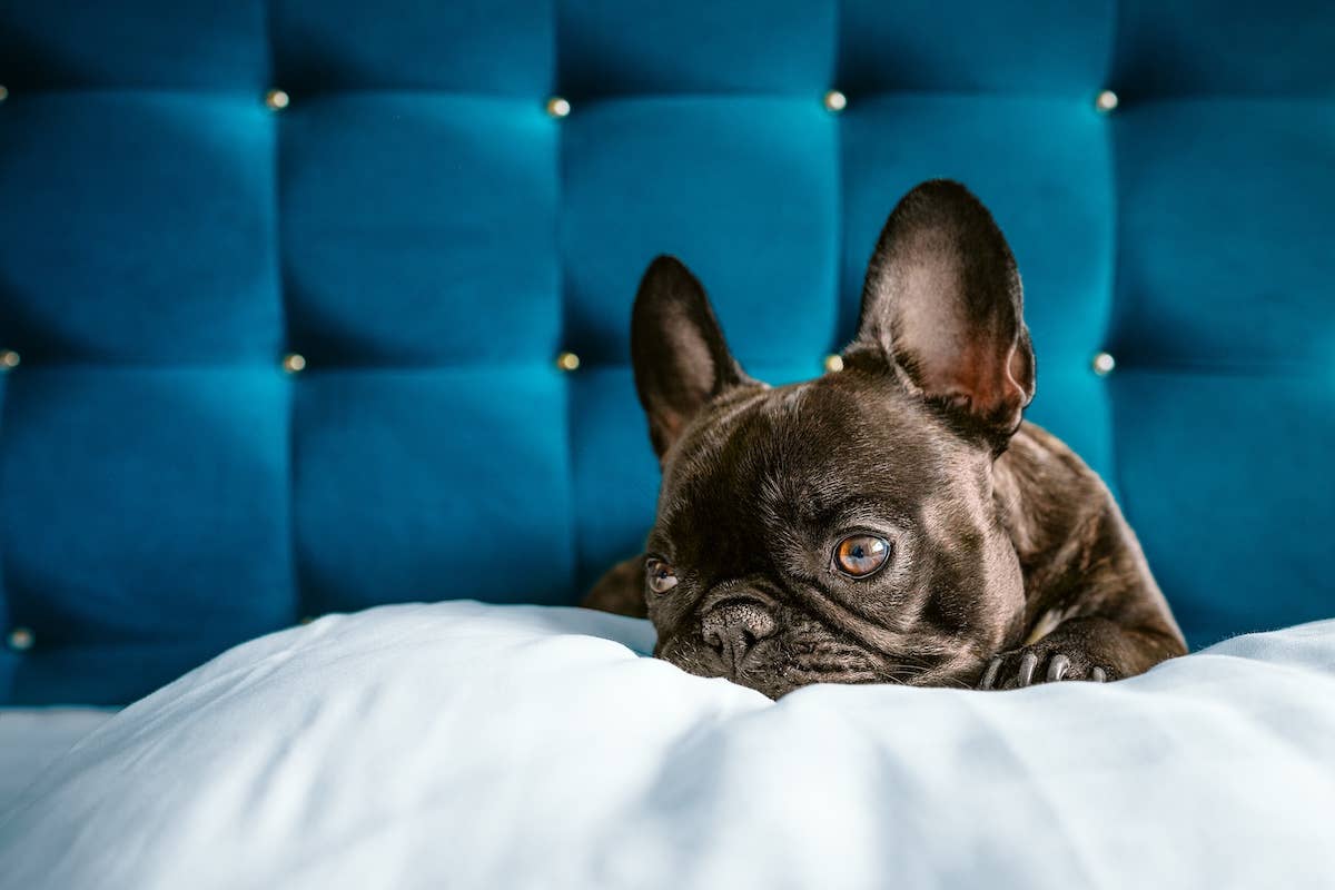 French Bulldog - PetHelpful