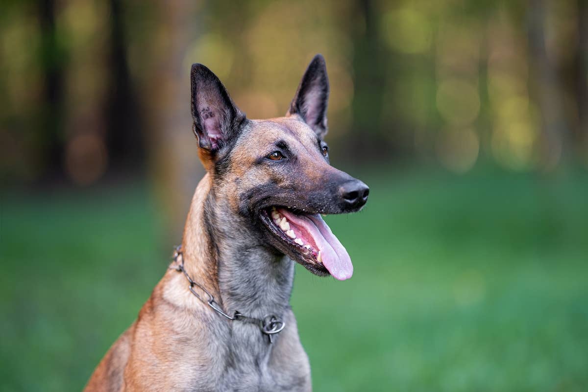 Timid Belgian Malinois Transforms Into an Entirely New Dog After She's ...