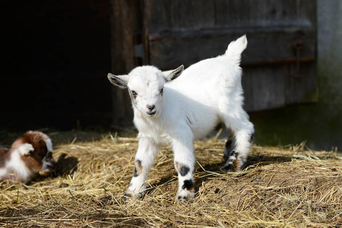 Talkative Baby Goat Sounds More Like a Toy Than an Animal - PetHelpful