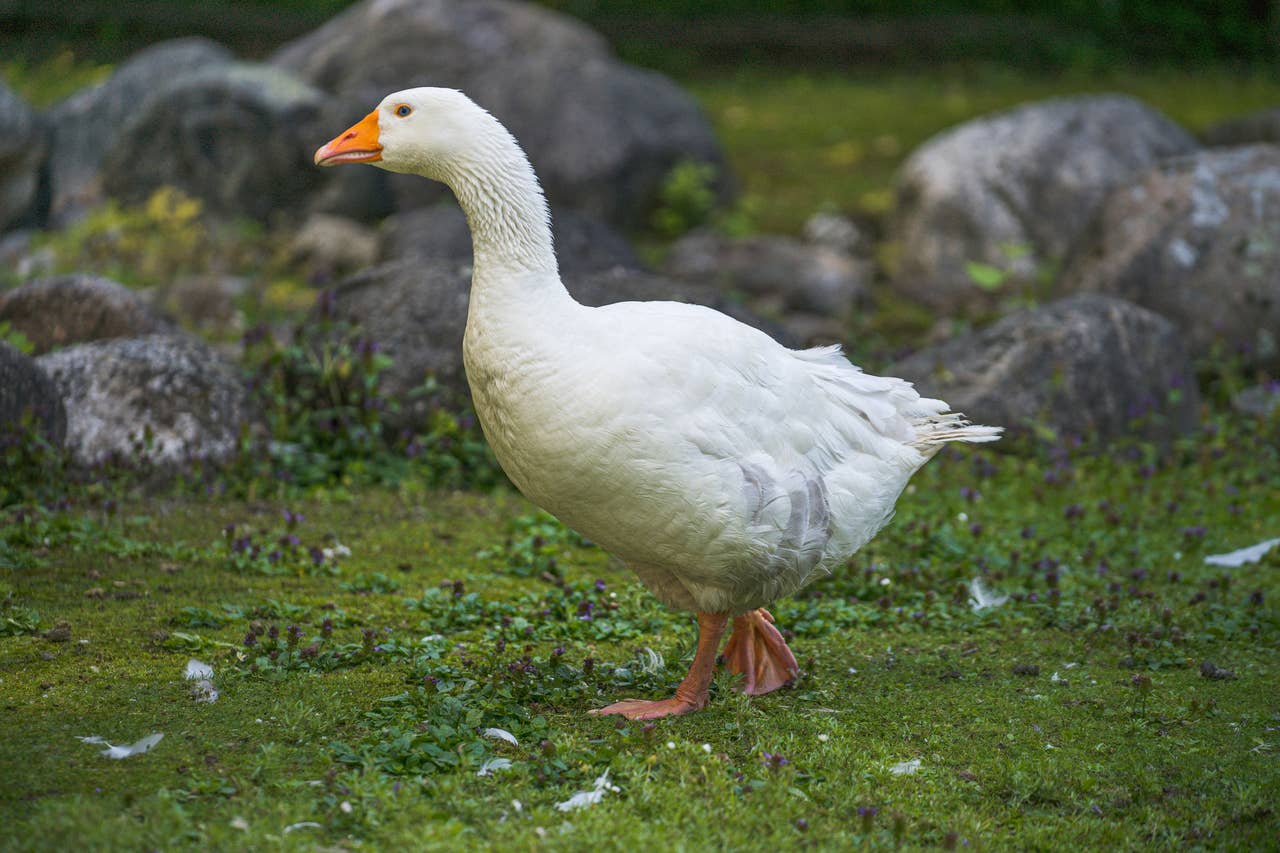 125+ Cute Goose Names with Meanings (The Ultimate List) - PetHelpful