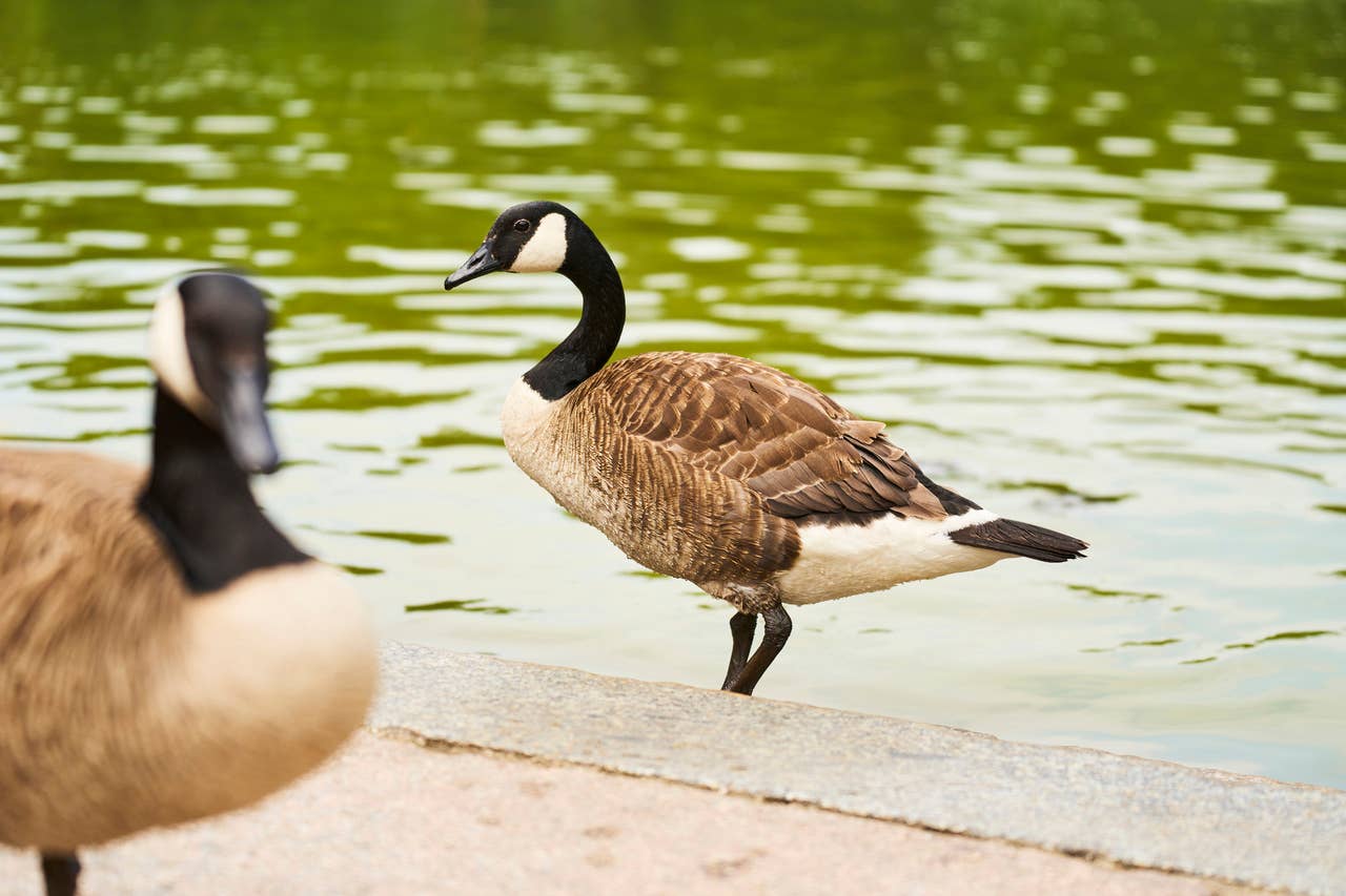 125+ Cute Goose Names with Meanings (The Ultimate List) - PetHelpful