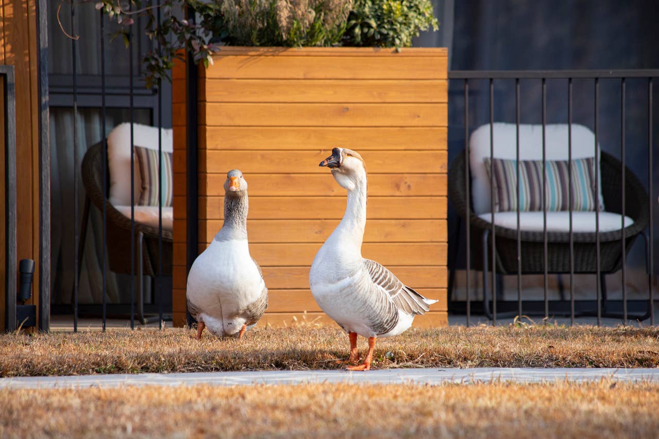125+ Cute Goose Names with Meanings (The Ultimate List) - PetHelpful