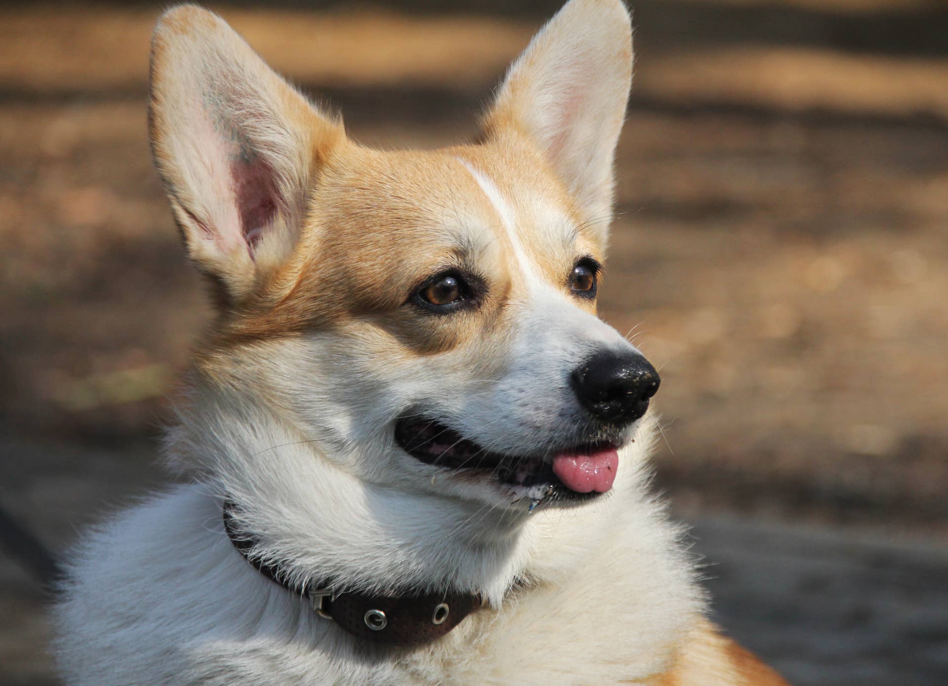 Corgi Look-Alike's DNA Test Reveals 29 Different Breeds - PetHelpful