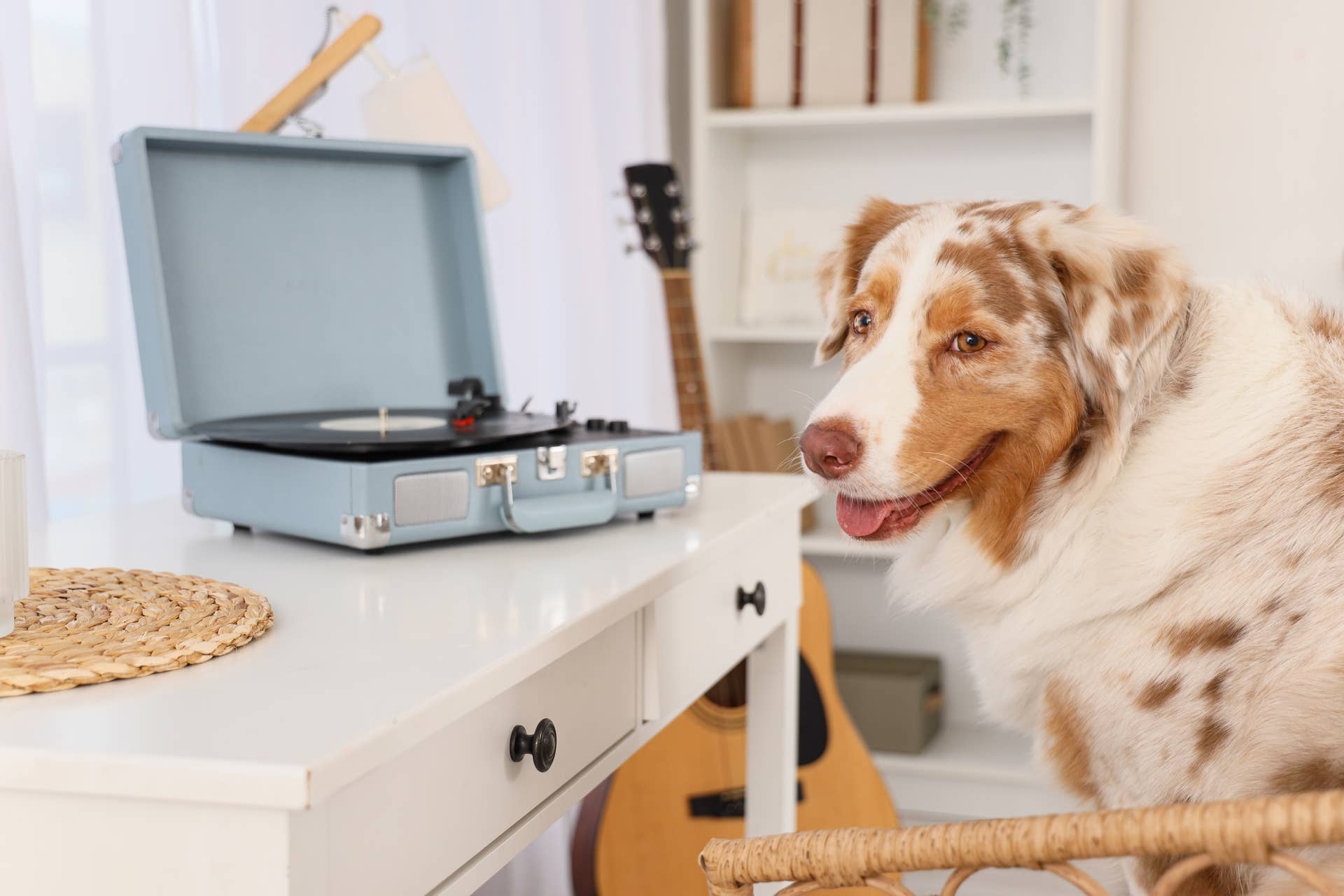 David Bowie Vinyl Makes This Dog's Name Feel Even More Meant to Be ...