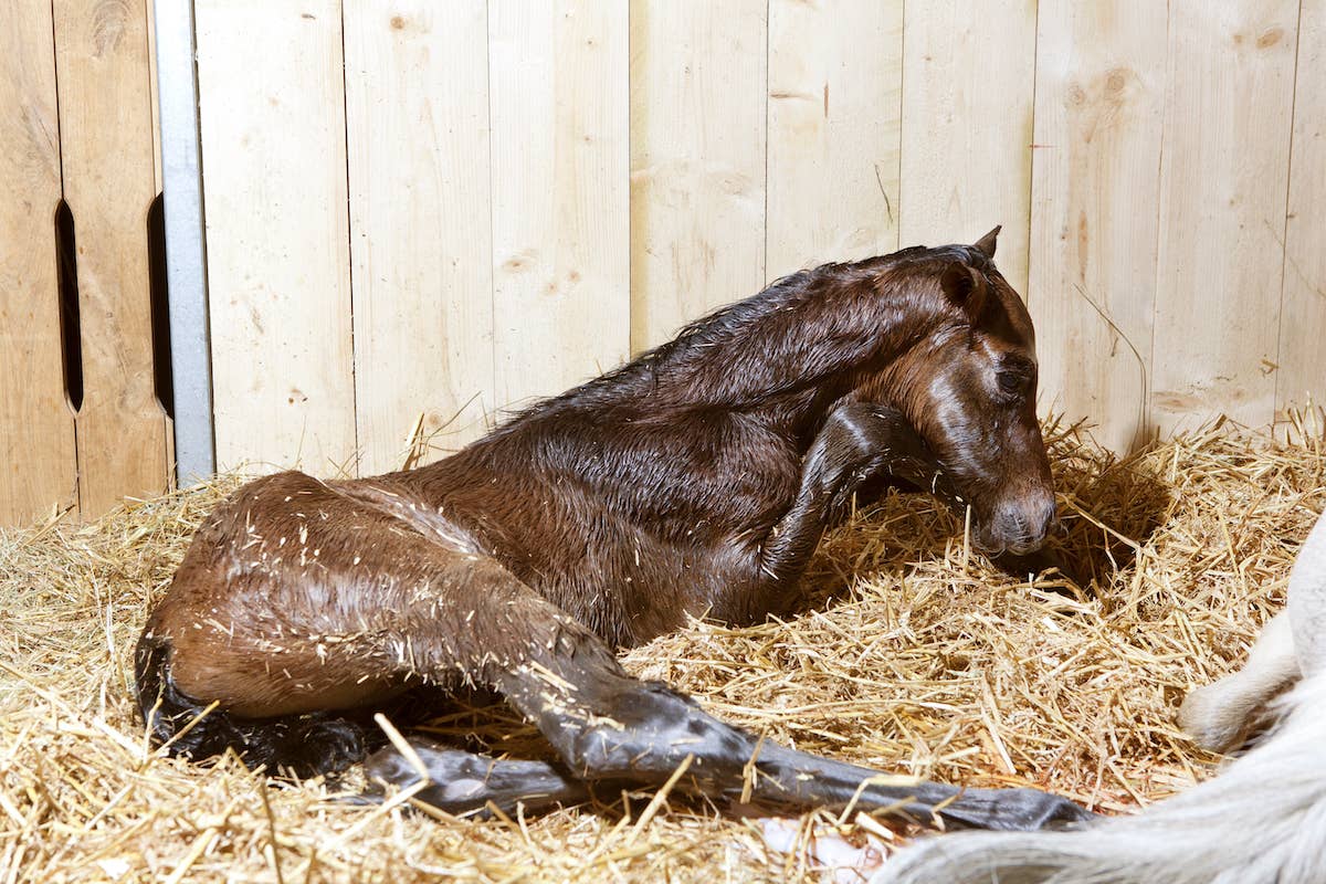 Newborn Foal 'Choosing Her Human' Minutes After Birth Will Warm Anyone ...