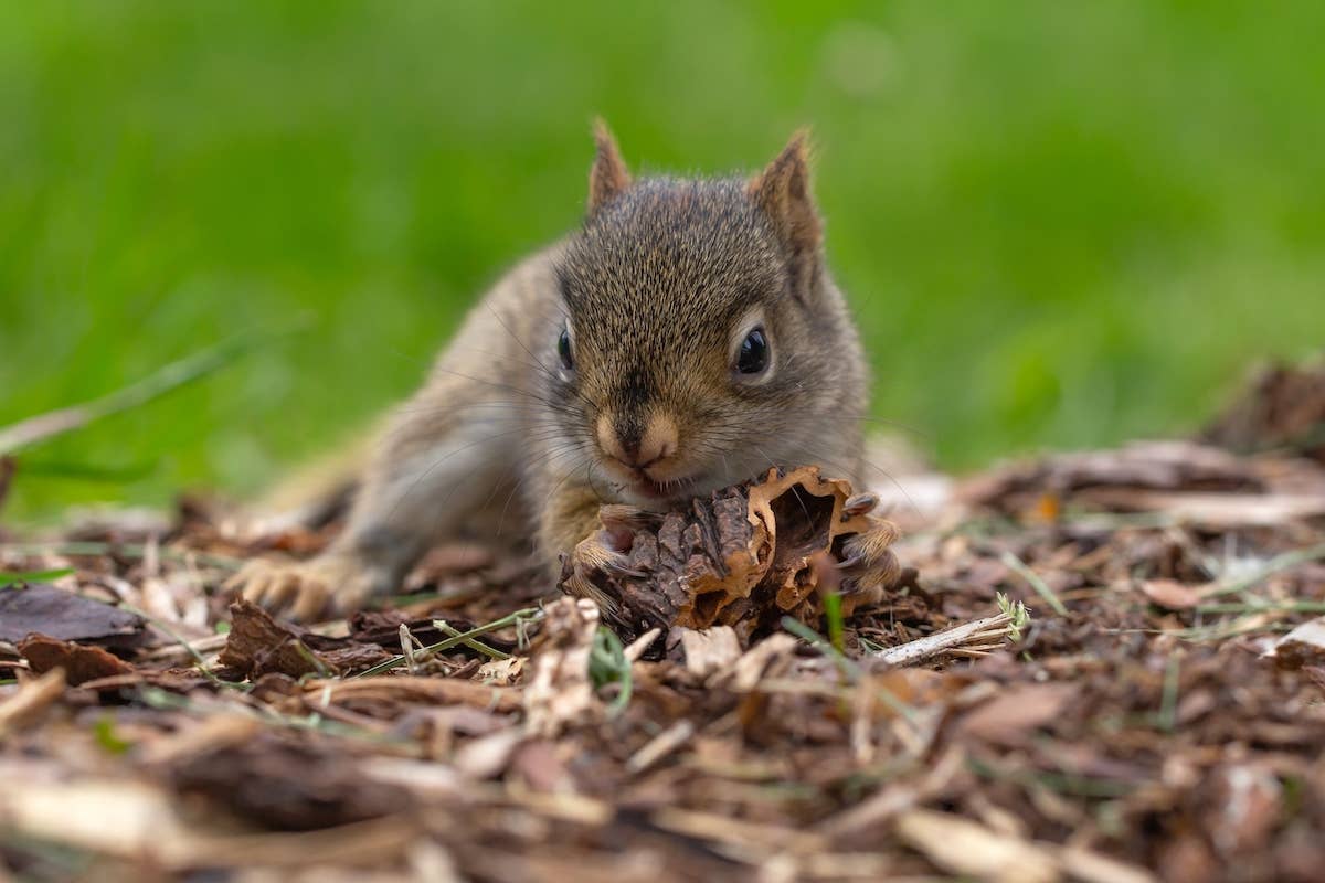 Wildlife Rehabilitator Explains What Squirrels Actually Eat—and What ...