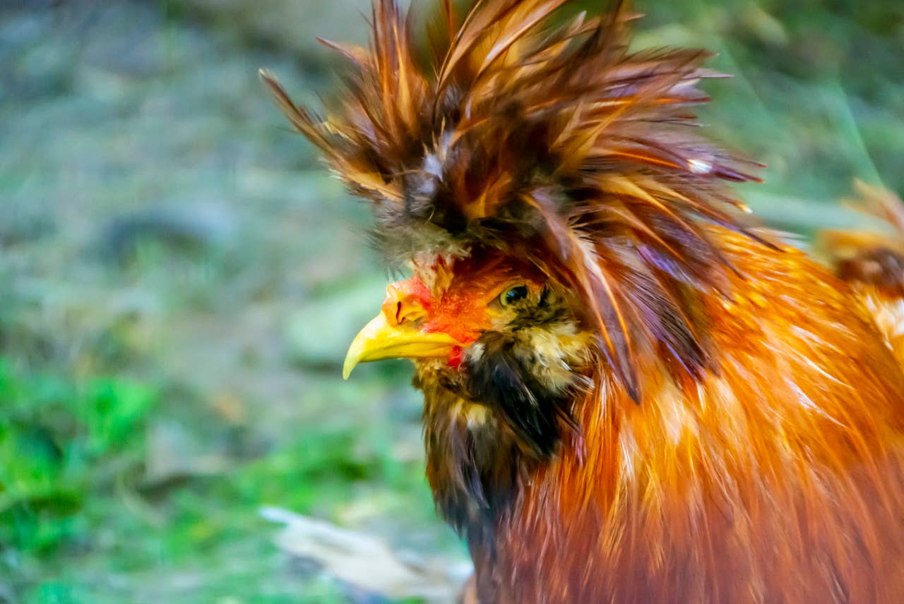 200+ Rooster Names: Funny, Cute & Unique Ideas - PetHelpful
