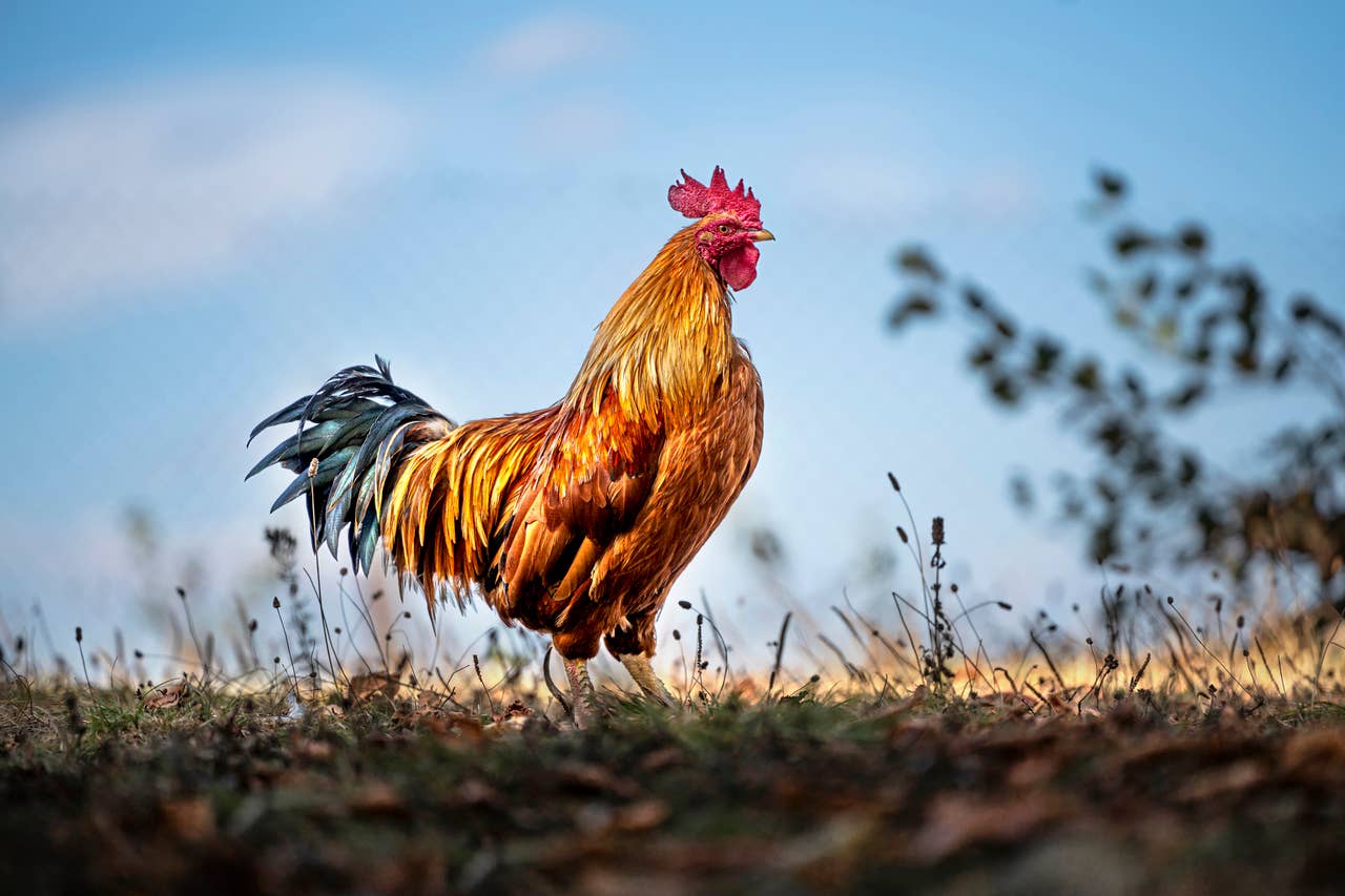 200+ Rooster Names: Funny, Cute & Unique Ideas - PetHelpful