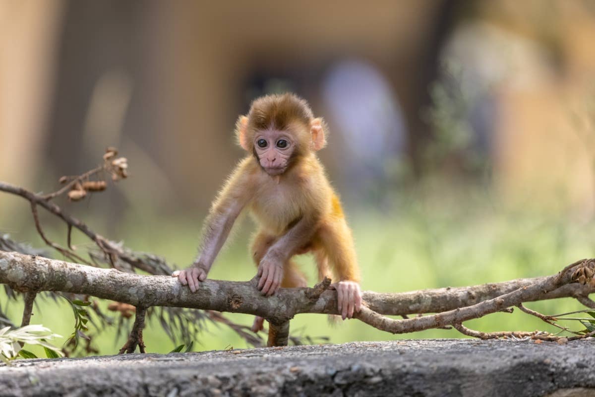 Punch the Baby Monkey’s Human Bestie Breaks Zoo Rules for Him, and the ...