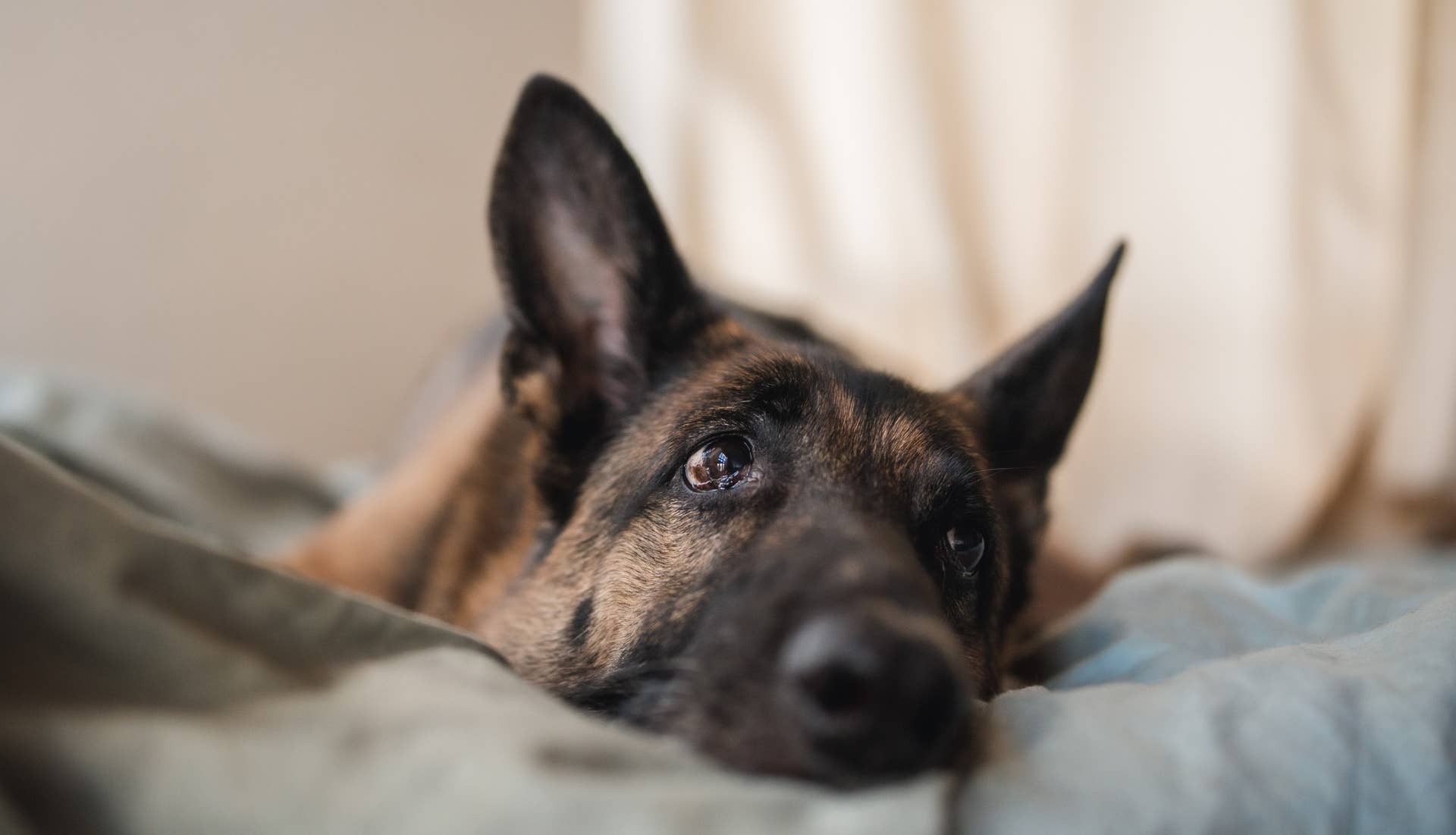 Terminally Ill NYC Man Gets One Last Moment With His German Shepherds ...
