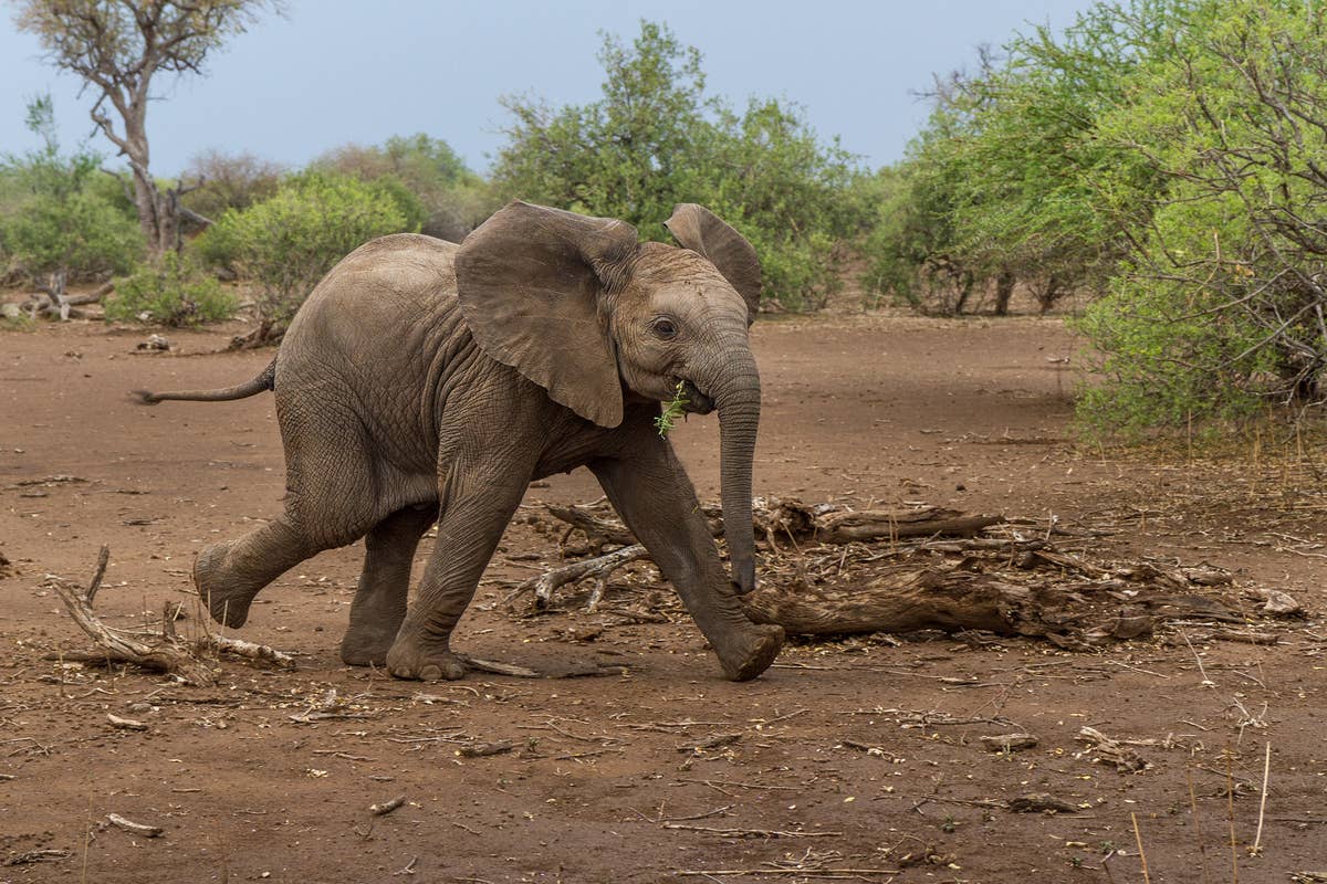 Young Elephant Practicing Her ‘Big Elephant Moves’ Is Too Cute for ...