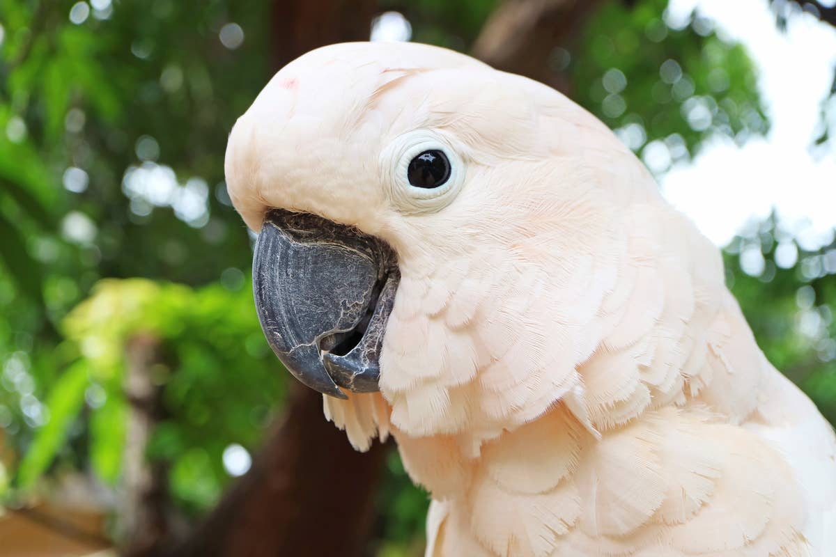 Cockatoo Acting Like He’s ‘A WWE Wrestler’ Has People Cracking Up ...