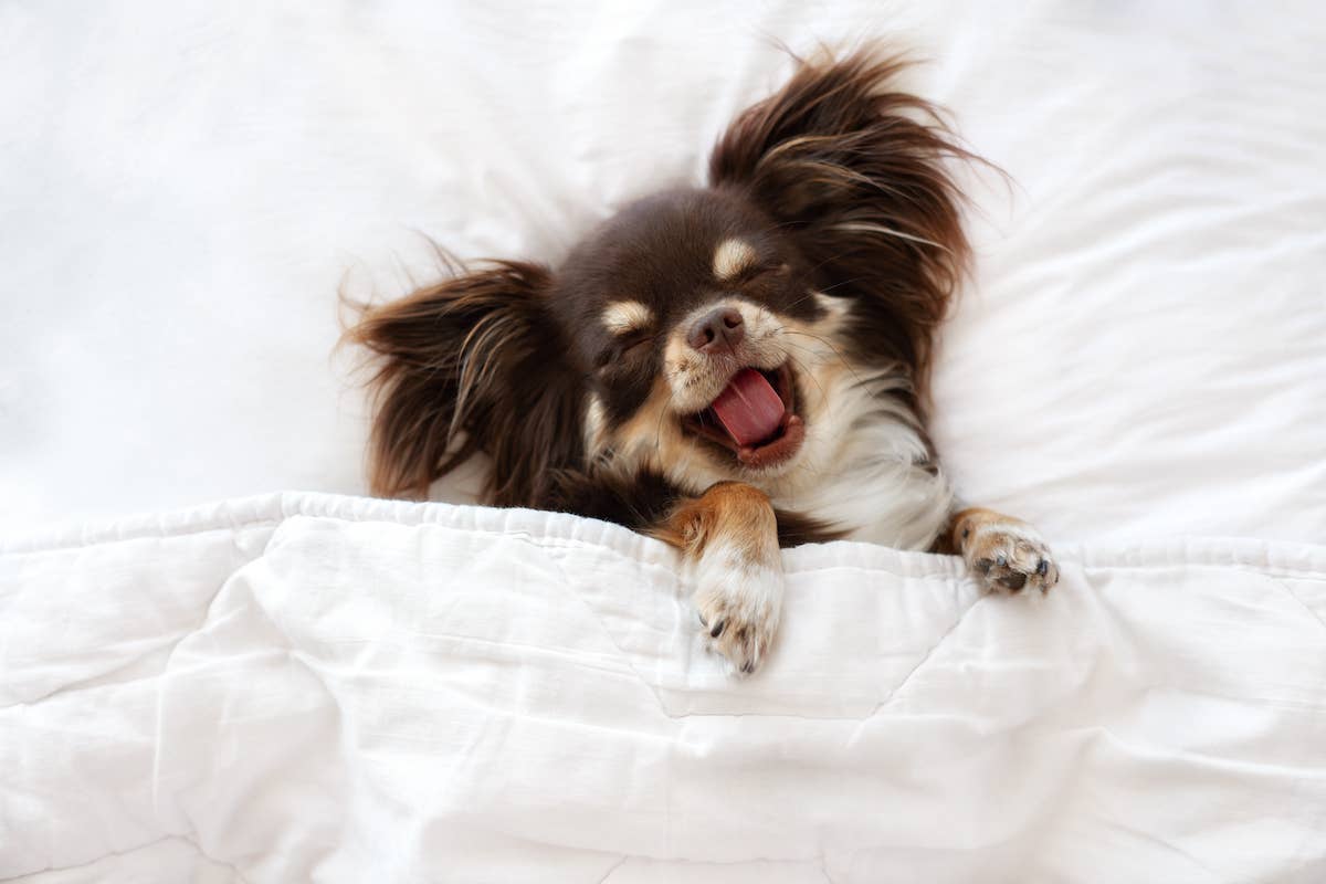 Chihuahua's Pitiful Screams of Distress After Mom Leaves Him on the Bed ...